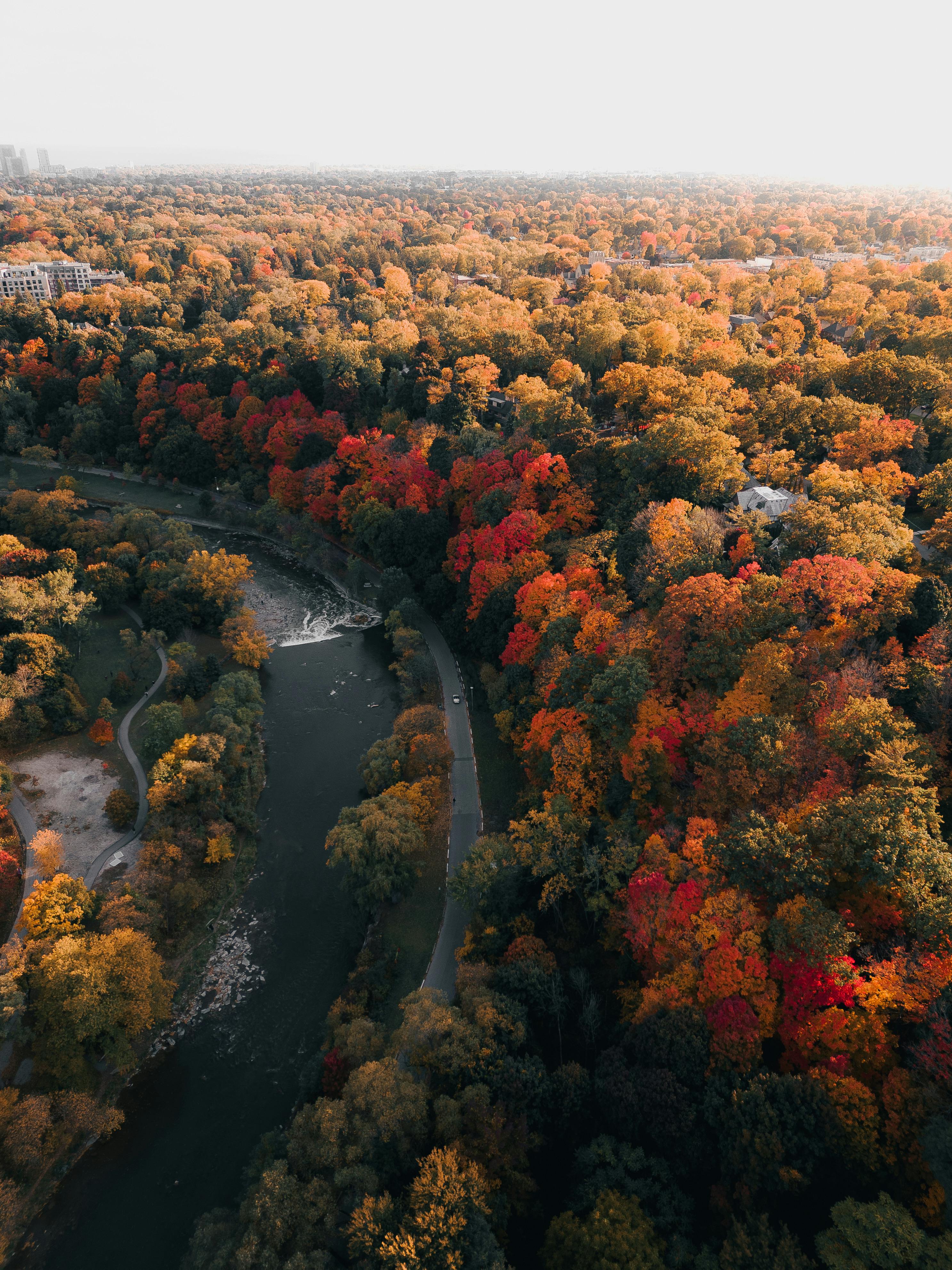 Autumn Trees Along the Riverside · Free Stock Photo
