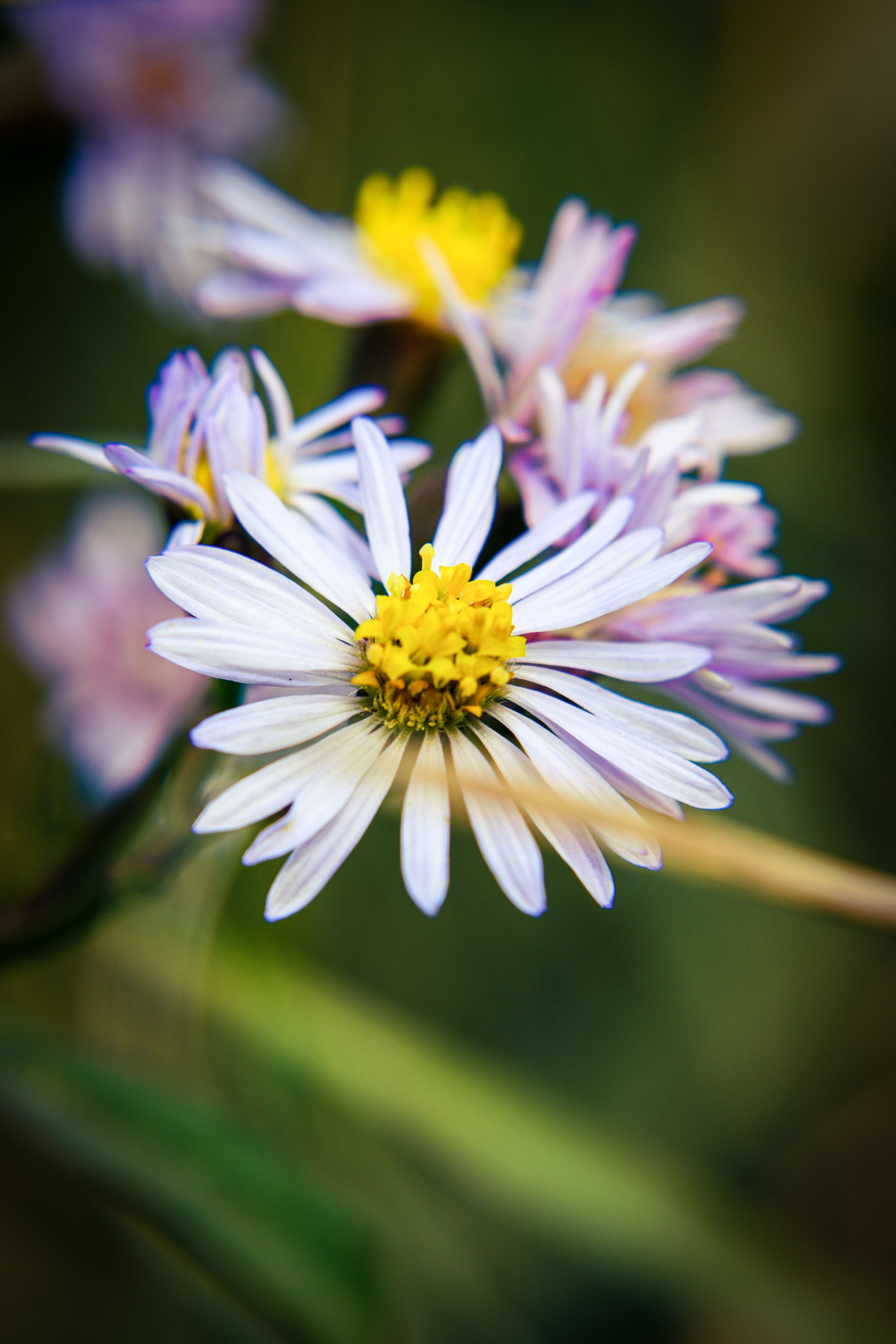 Closeup Photo of Blue Cluster Petaled Flower · Free Stock Photo