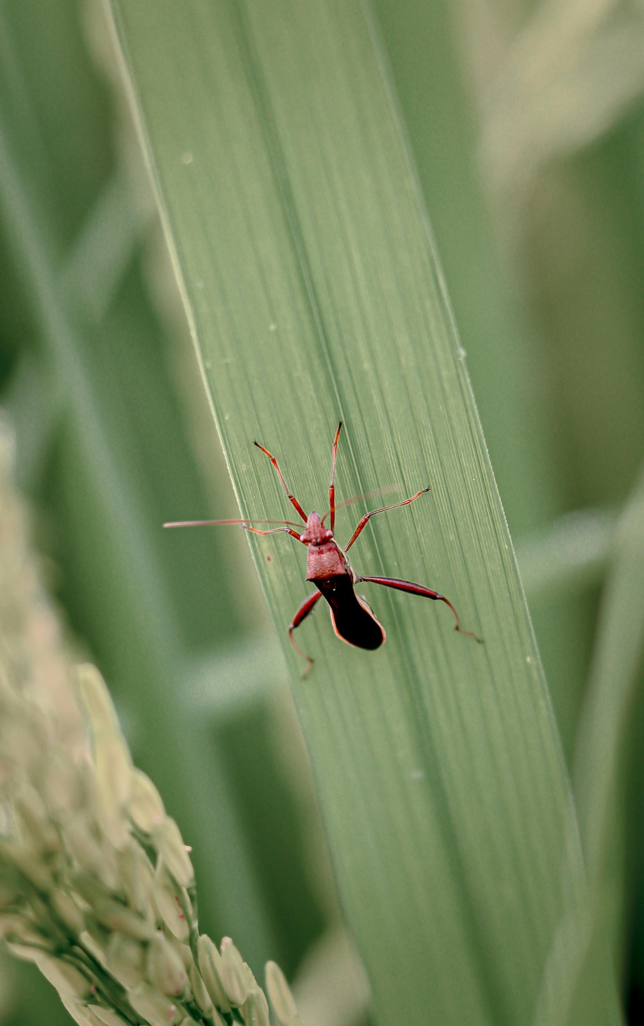 Broad-Headed Bug Crawling on a Blade of Grass · Free Stock Photo