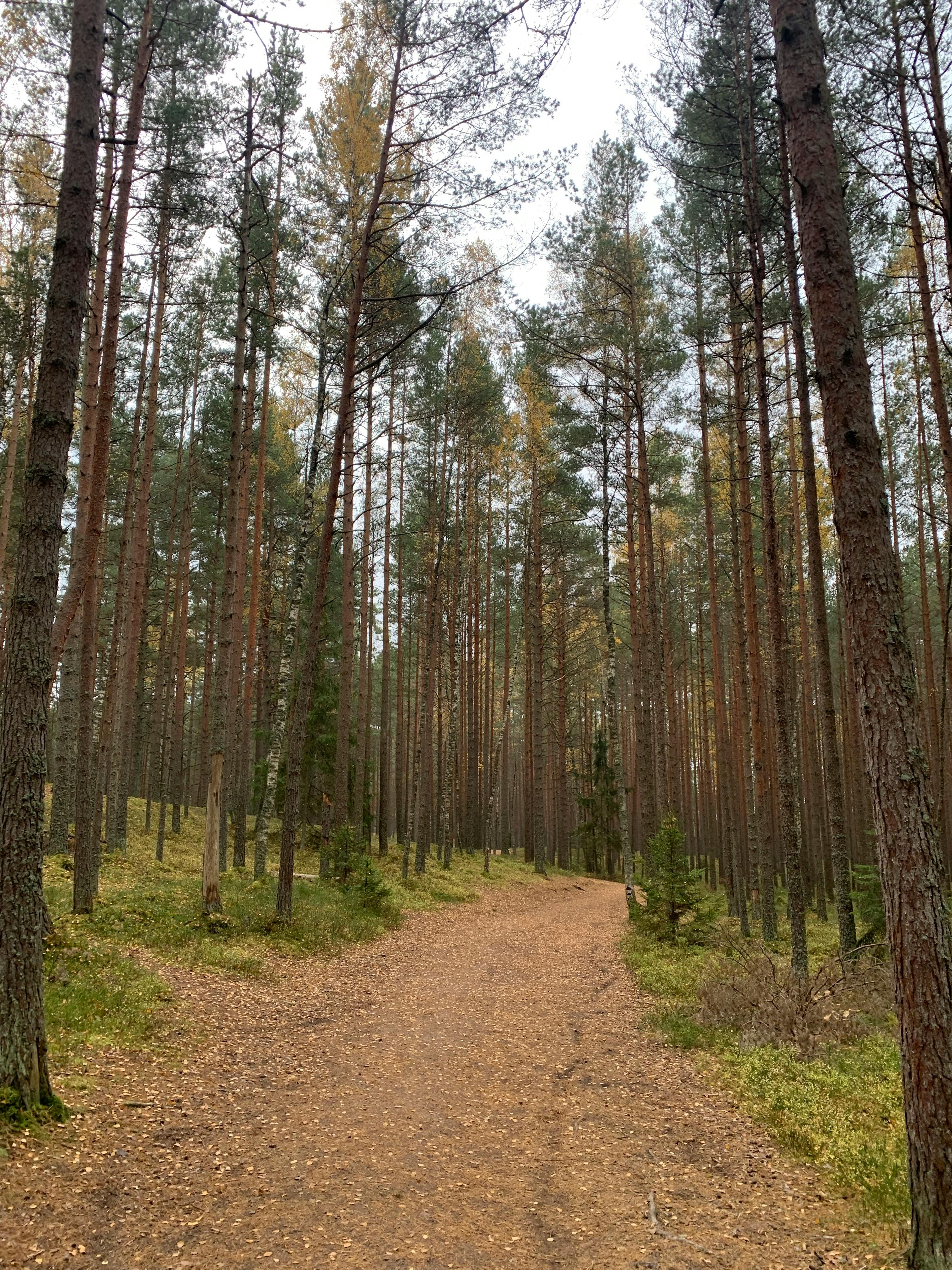 Photo of Unpaved Pathway surrounded by Trees · Free Stock Photo