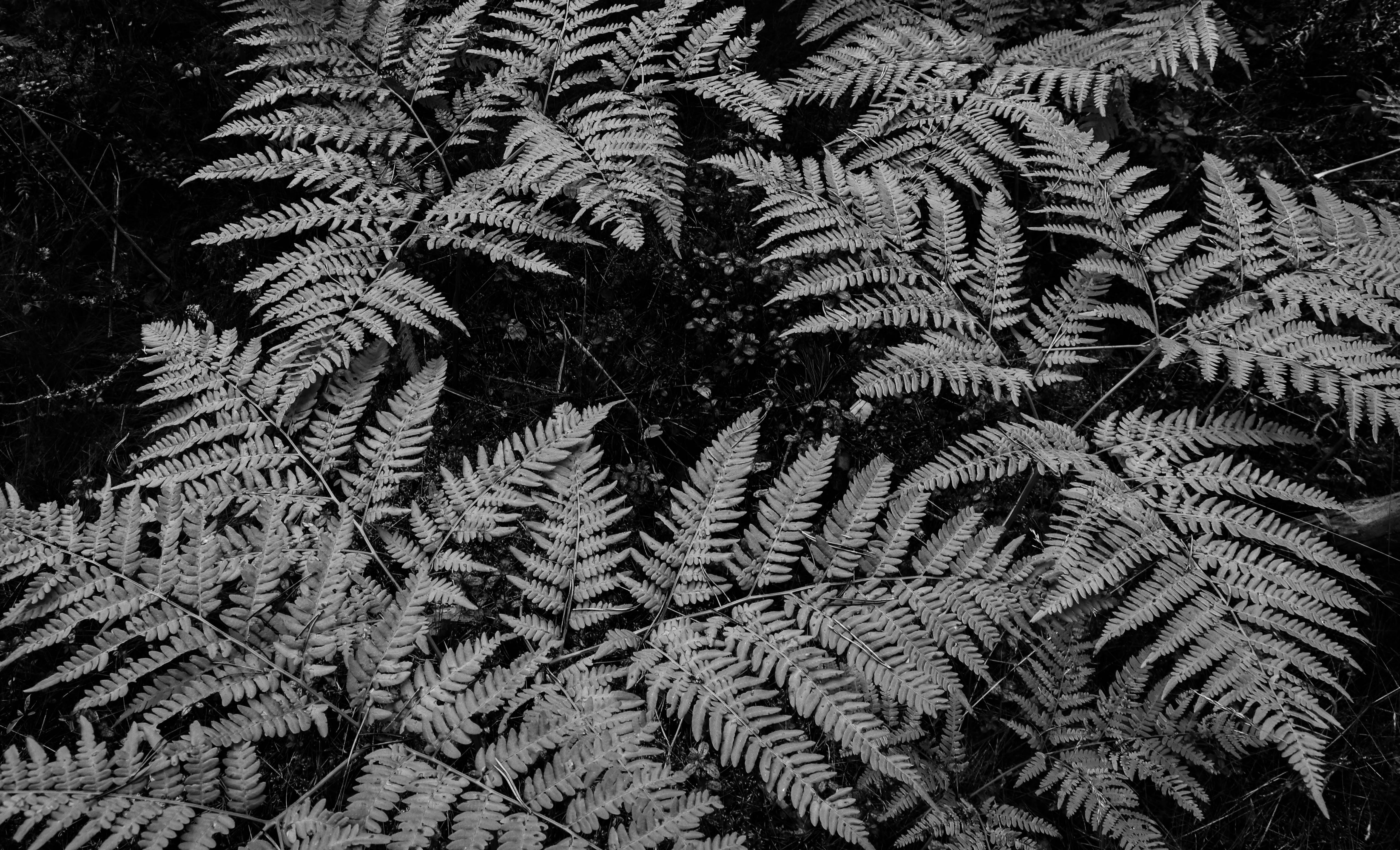 Grayscale Photo Of Fern Plants · Free Stock Photo