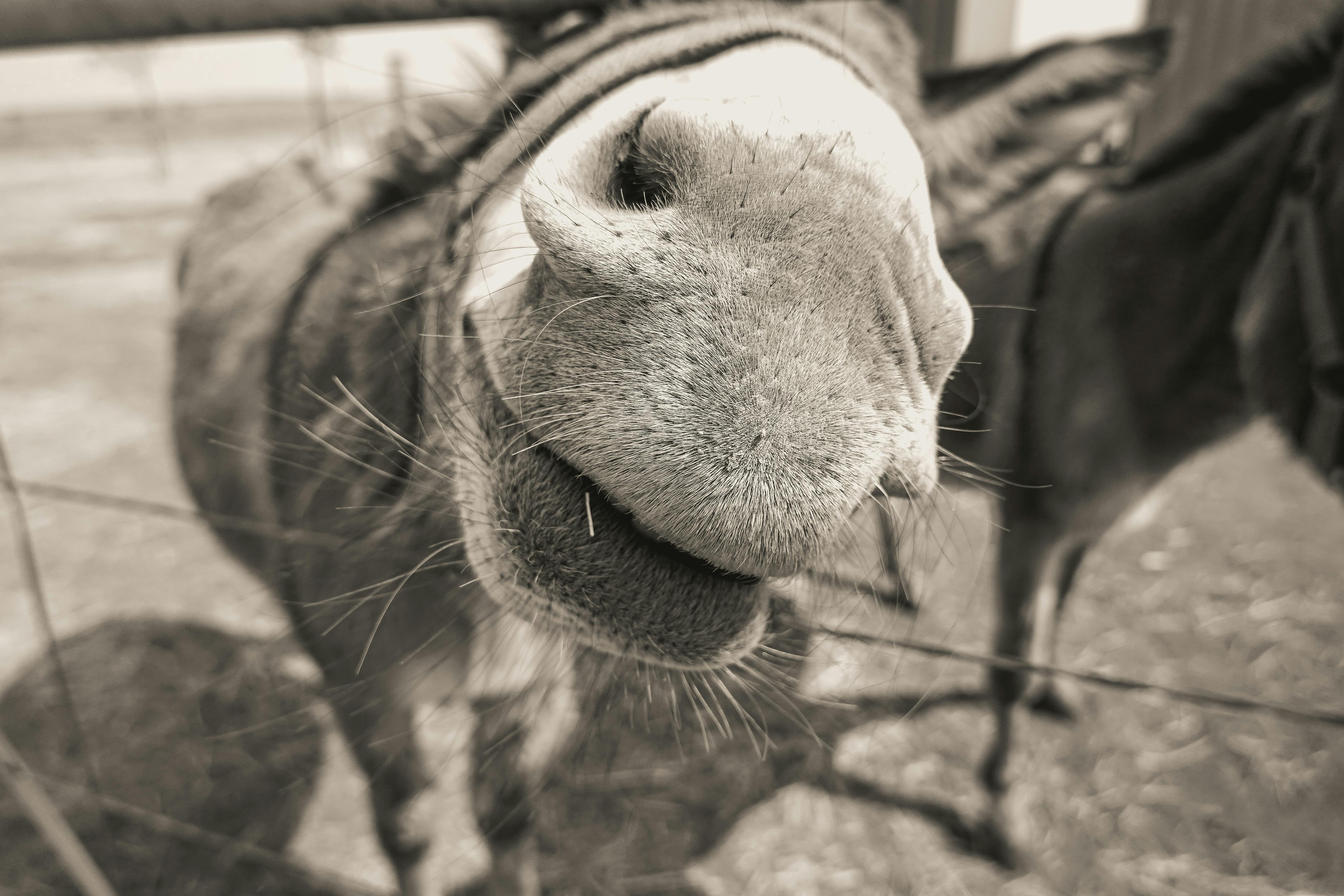 Domestic Yak Standing on a Mountain · Free Stock Photo
