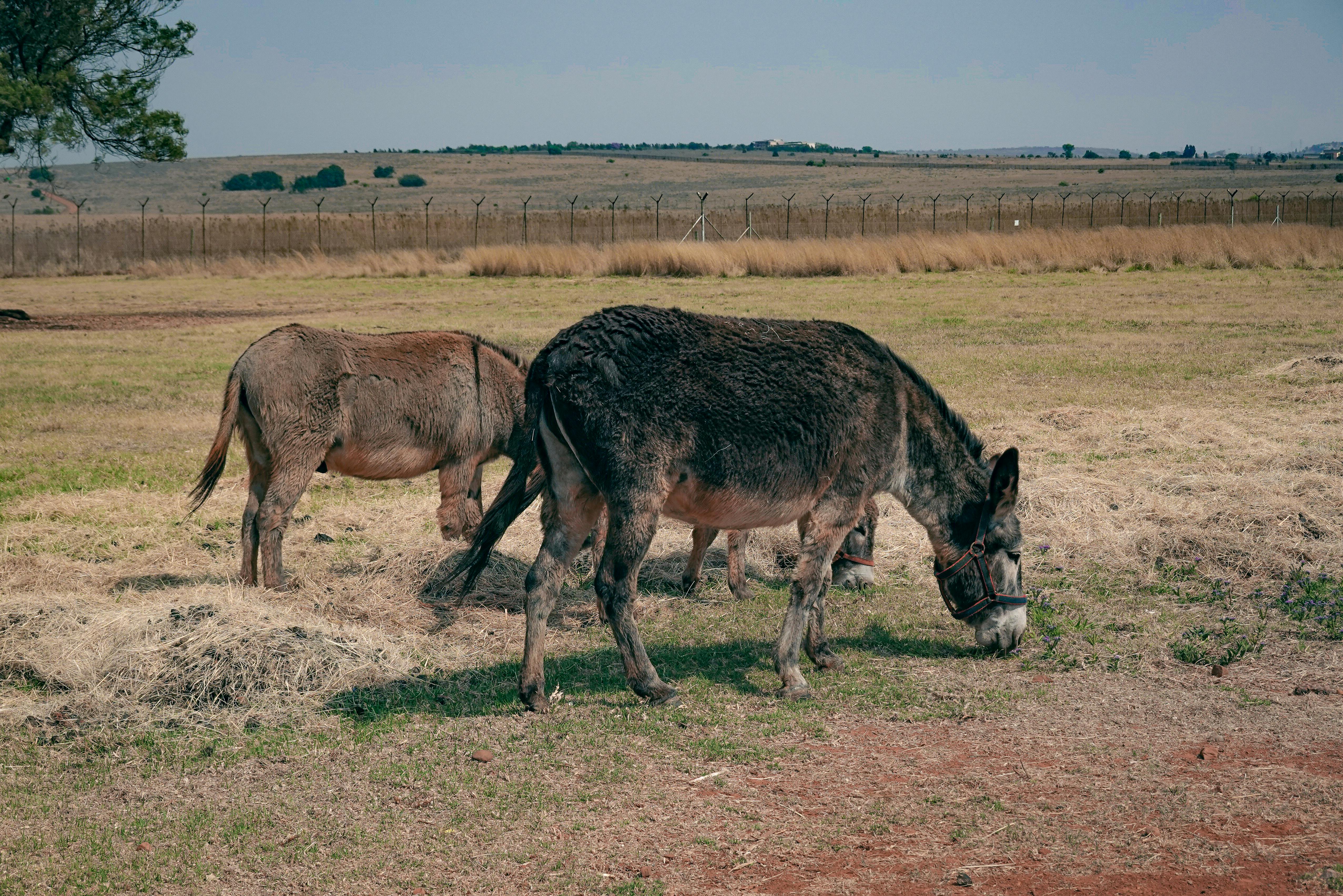 Mules on a Grass Field · Free Stock Photo