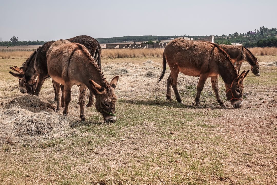 Protecting Flocks with Donkeys as Livestock Guardians Safely