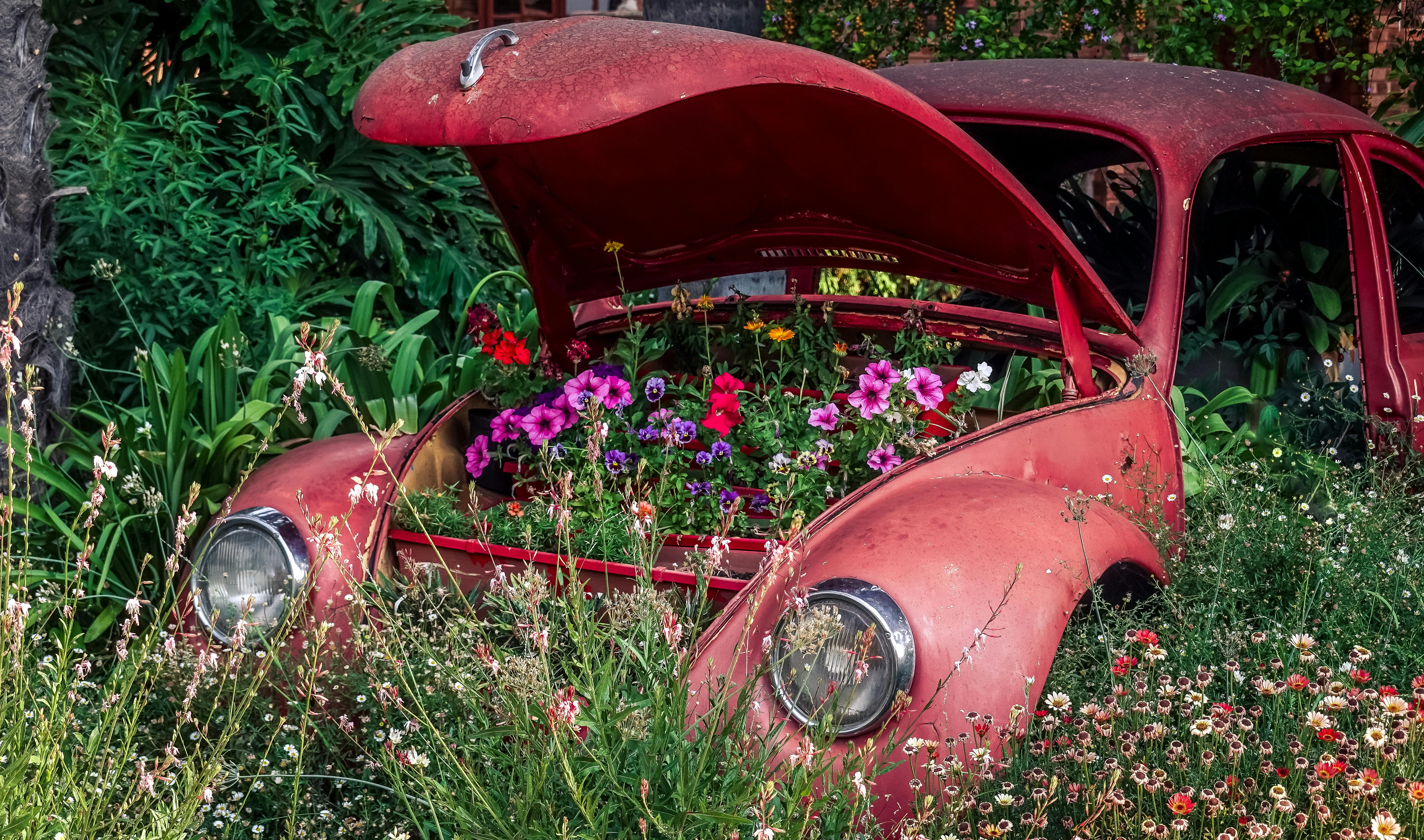 Flowers Growing out of a Vintage Volkswagen Beetle · Free Stock Photo