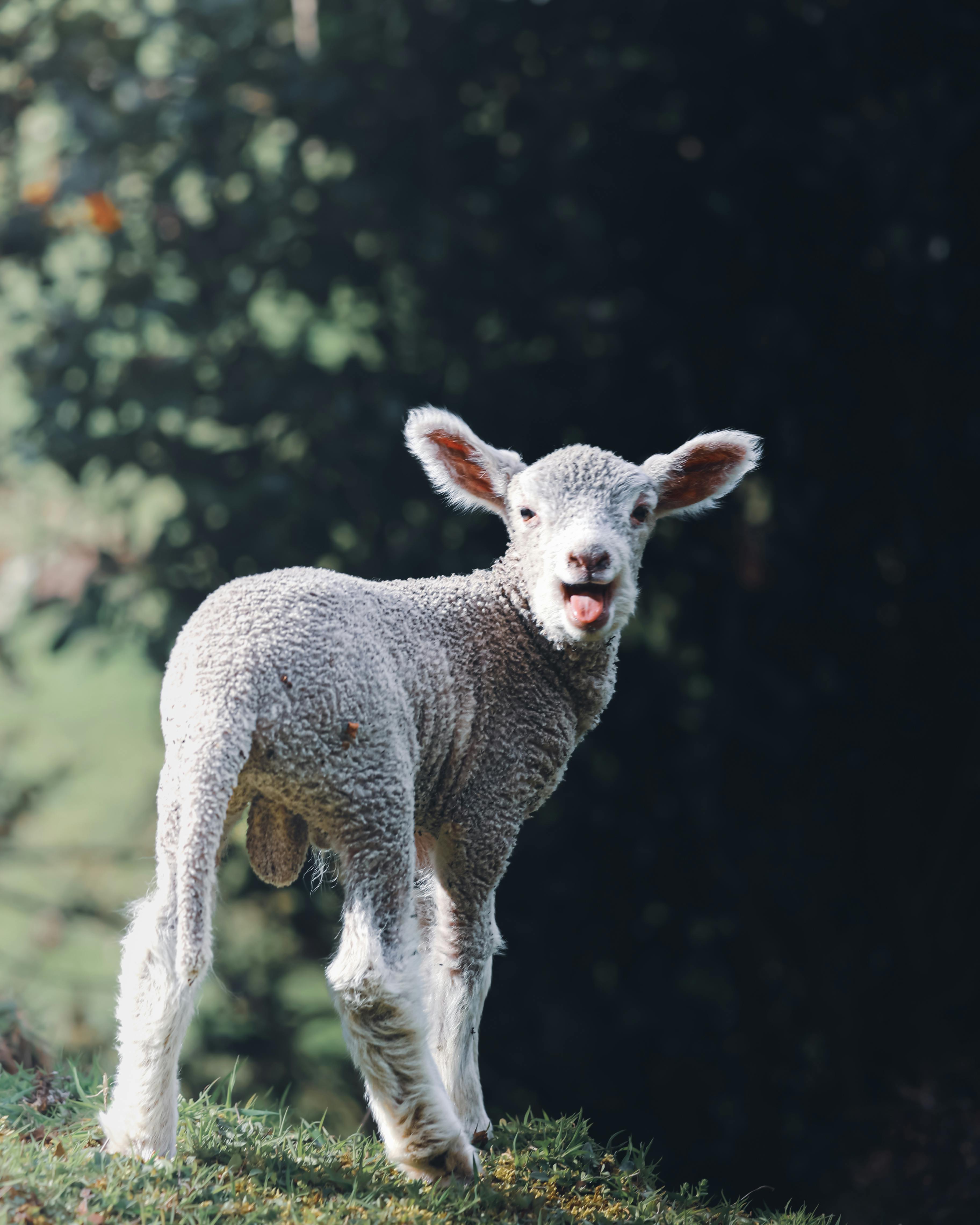 A Cheerful Lamb Sticking Out its Tongue · Free Stock Photo