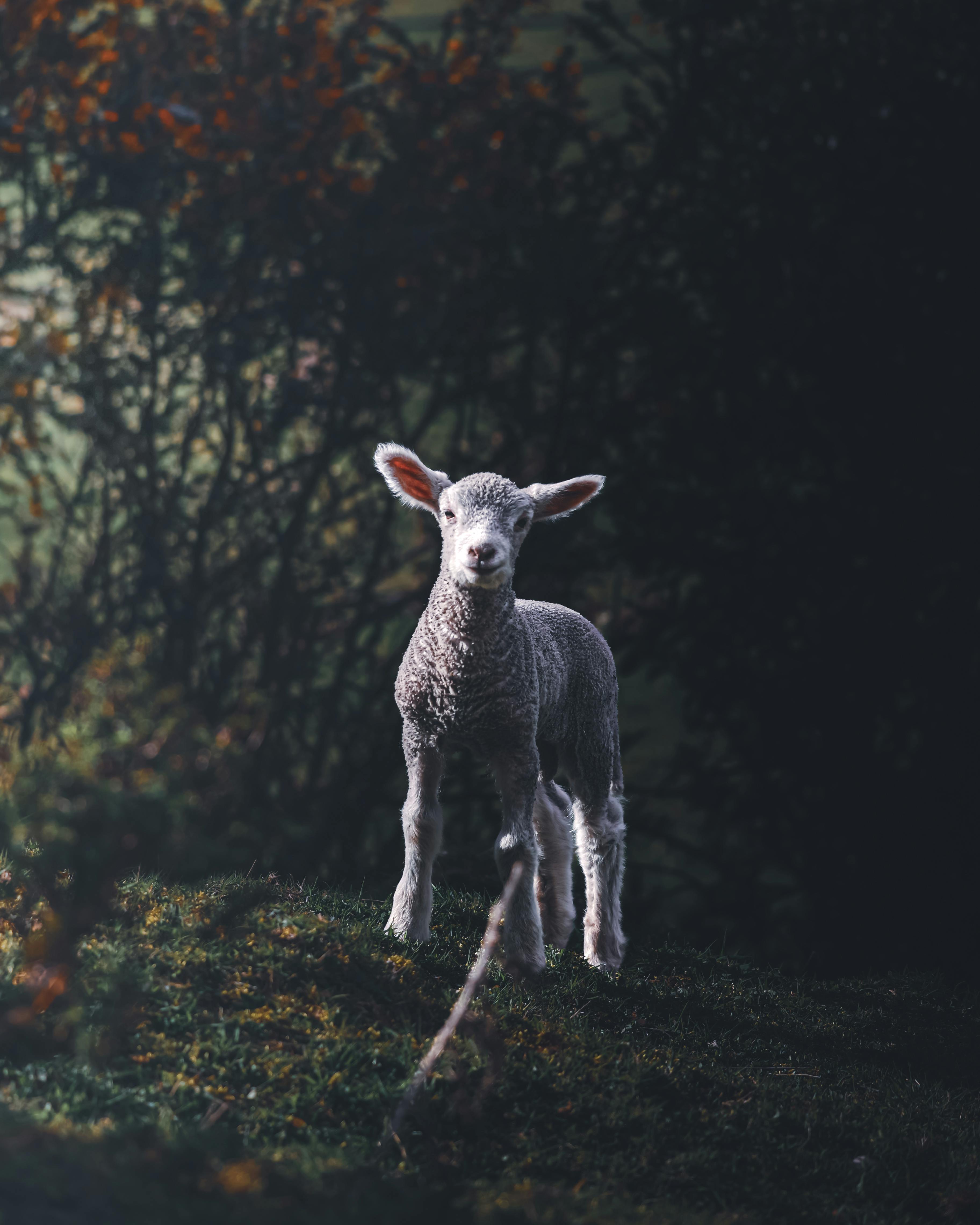 Gray Sheep on Grass · Free Stock Photo