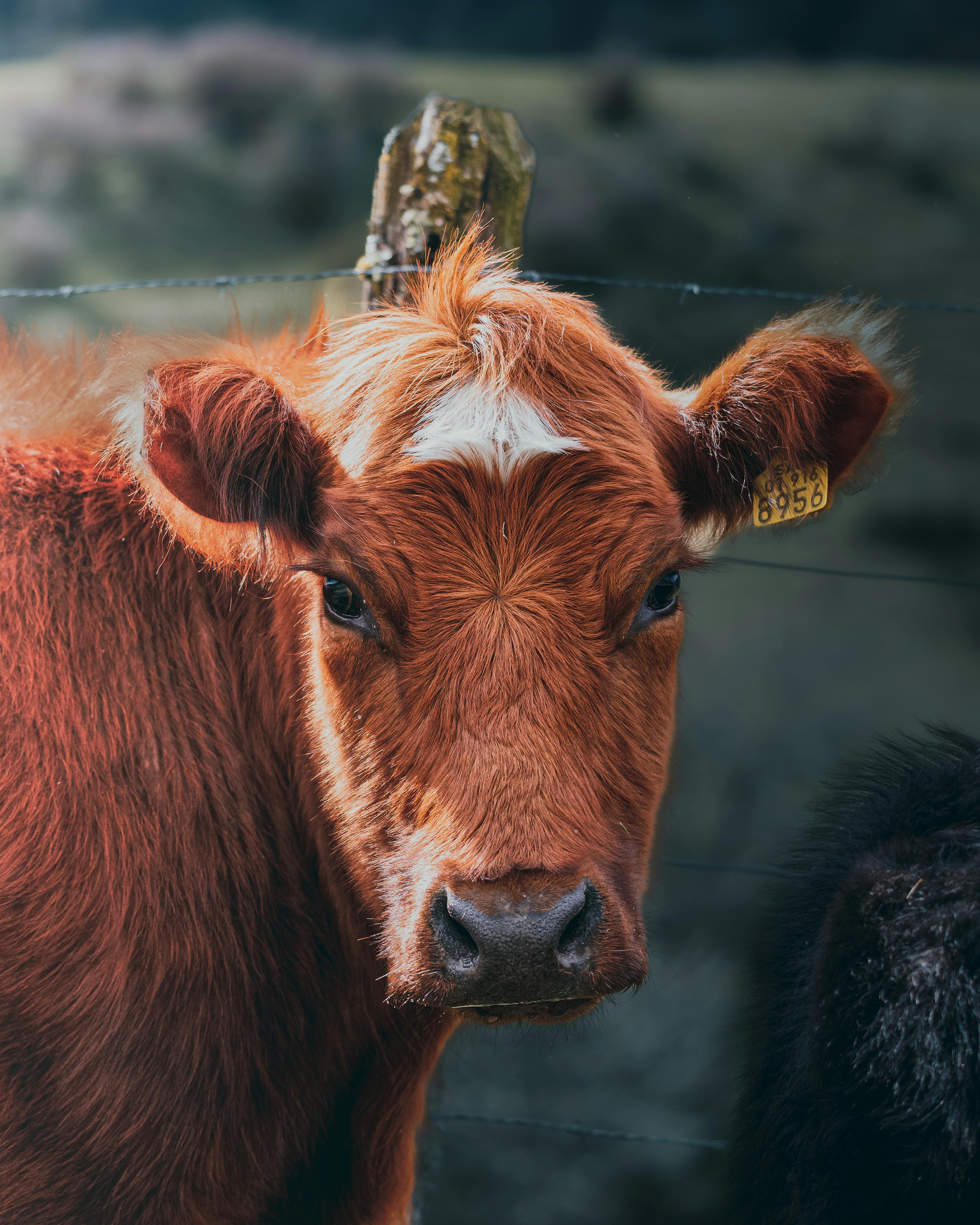 Cow behind Barbed Wire in Nature · Free Stock Photo