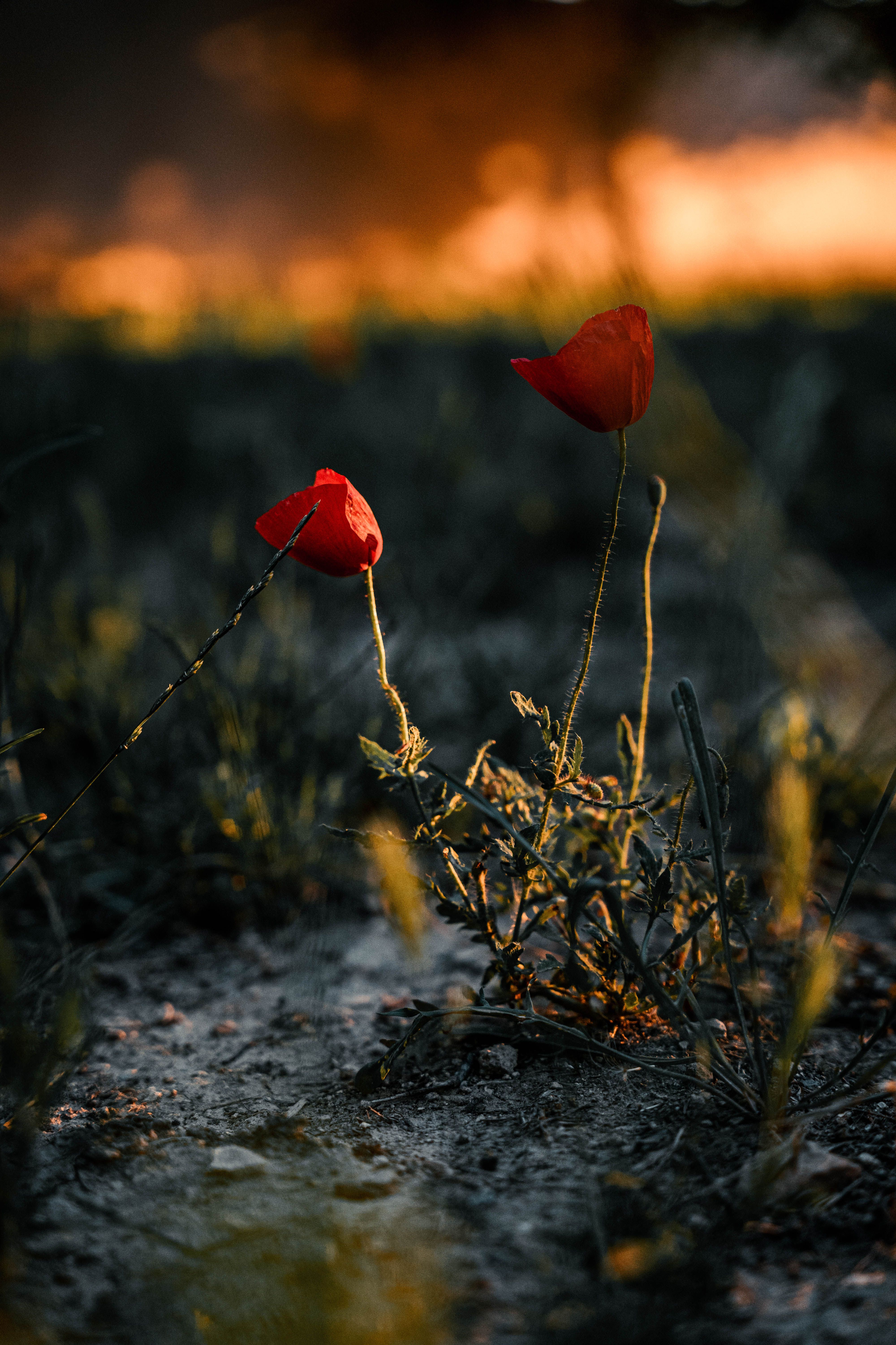 Foto profissional gratuita de fechar se, mamona, óleo de castor, planta ...