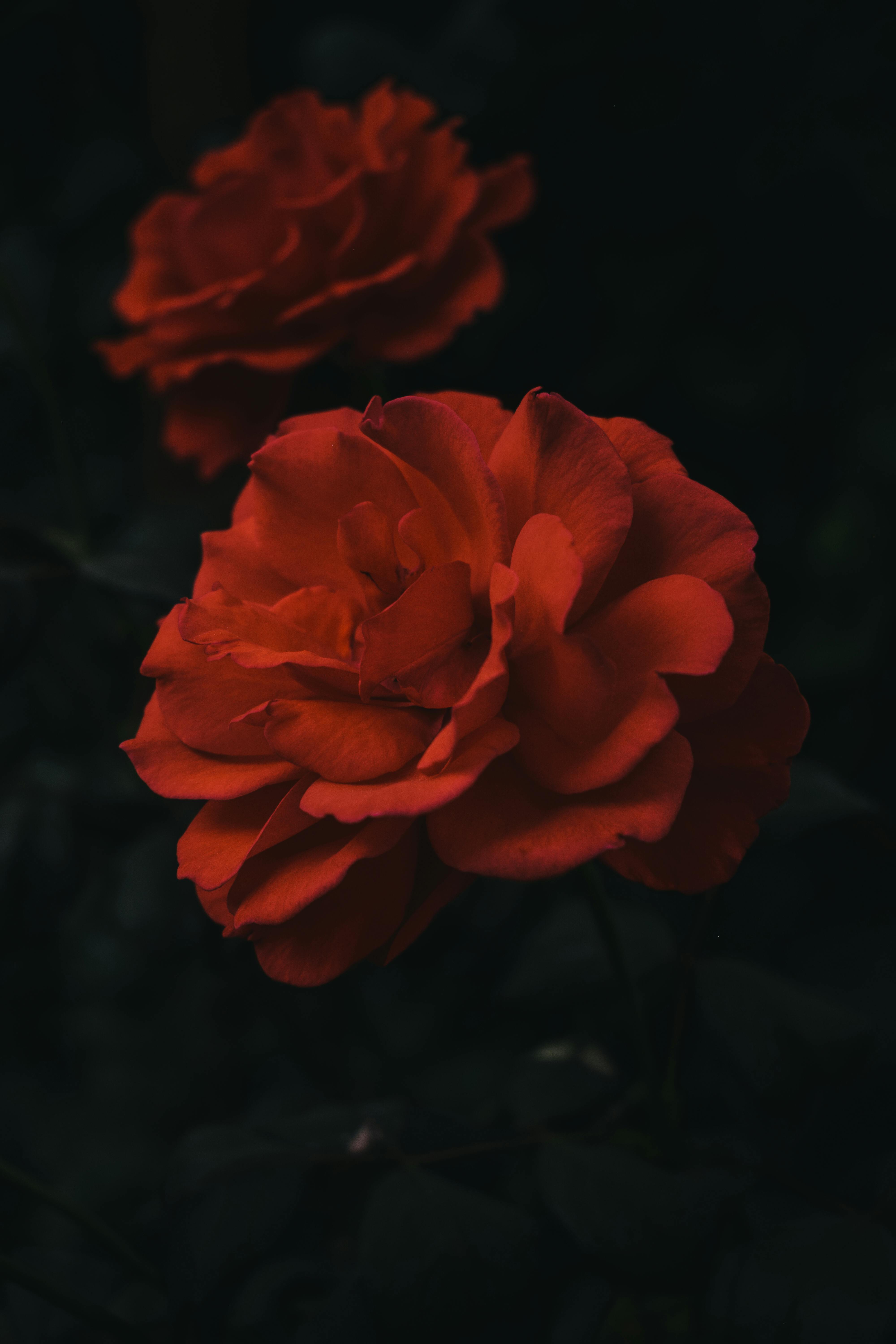 Red Flower in Close Up Photography · Free Stock Photo