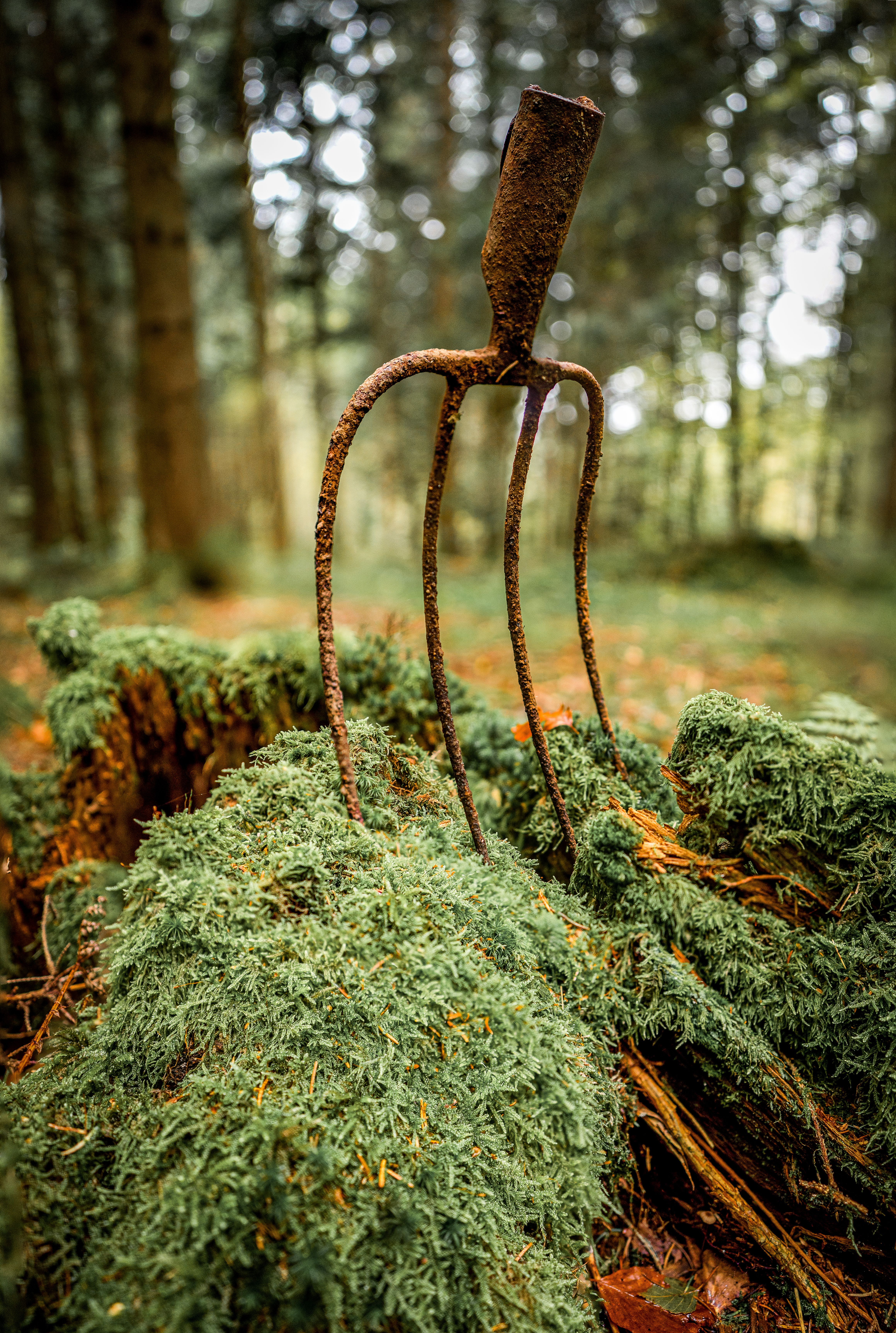 Gardening Fork Among Moss in a Forest · Free Stock Photo