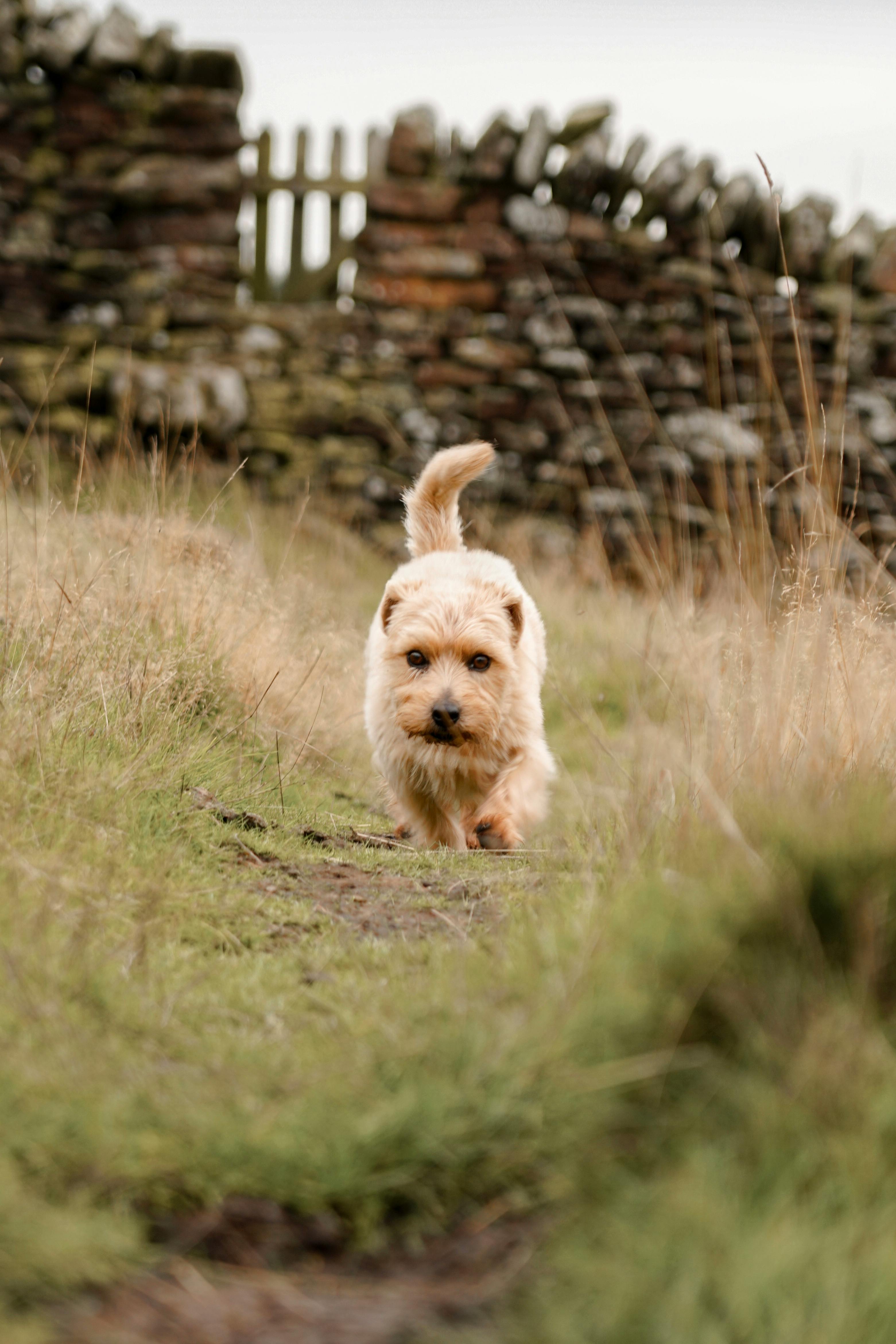 Dog Running on the Yard · Free Stock Photo