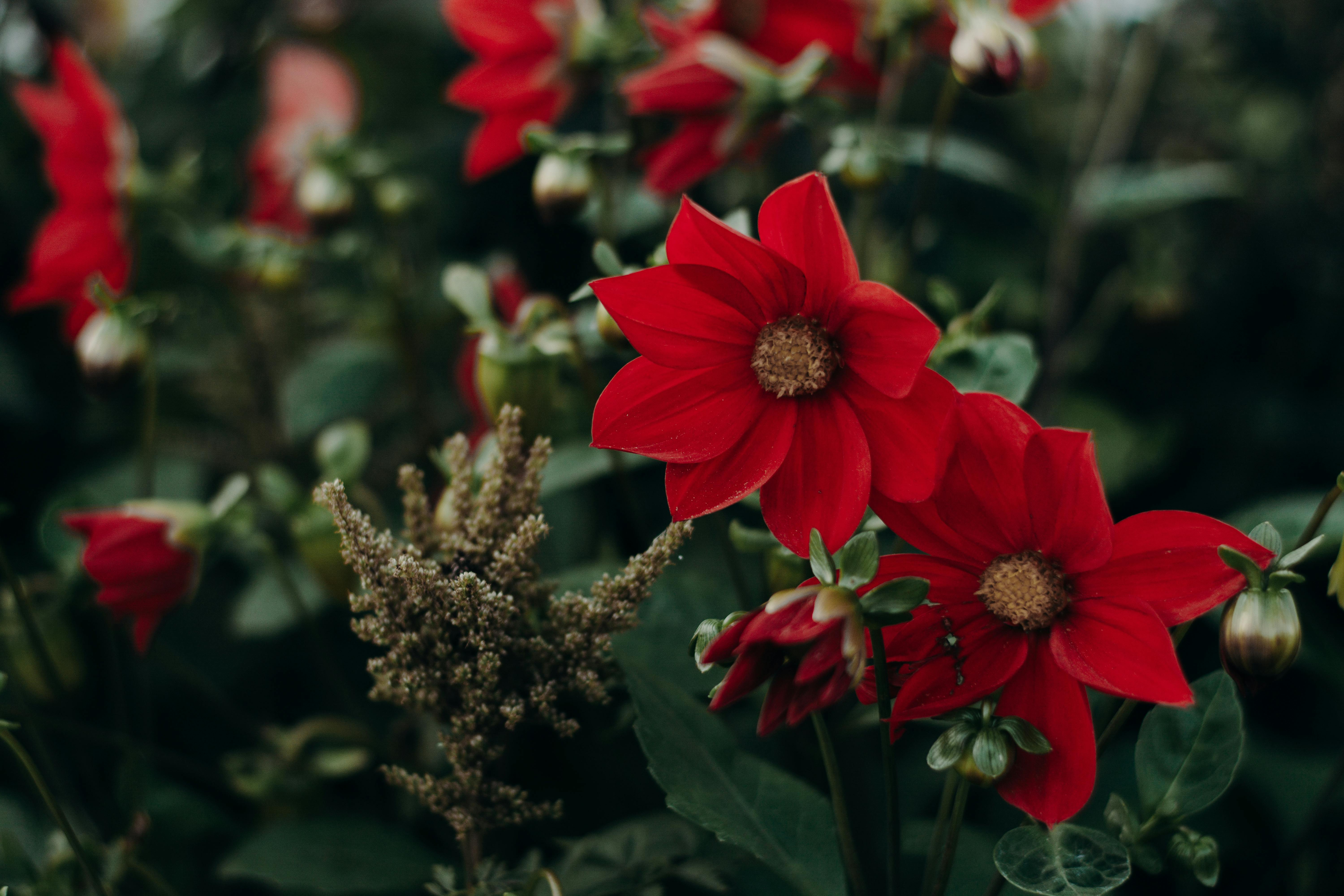 Closeup Photo of Red Petaled Flowers · Free Stock Photo