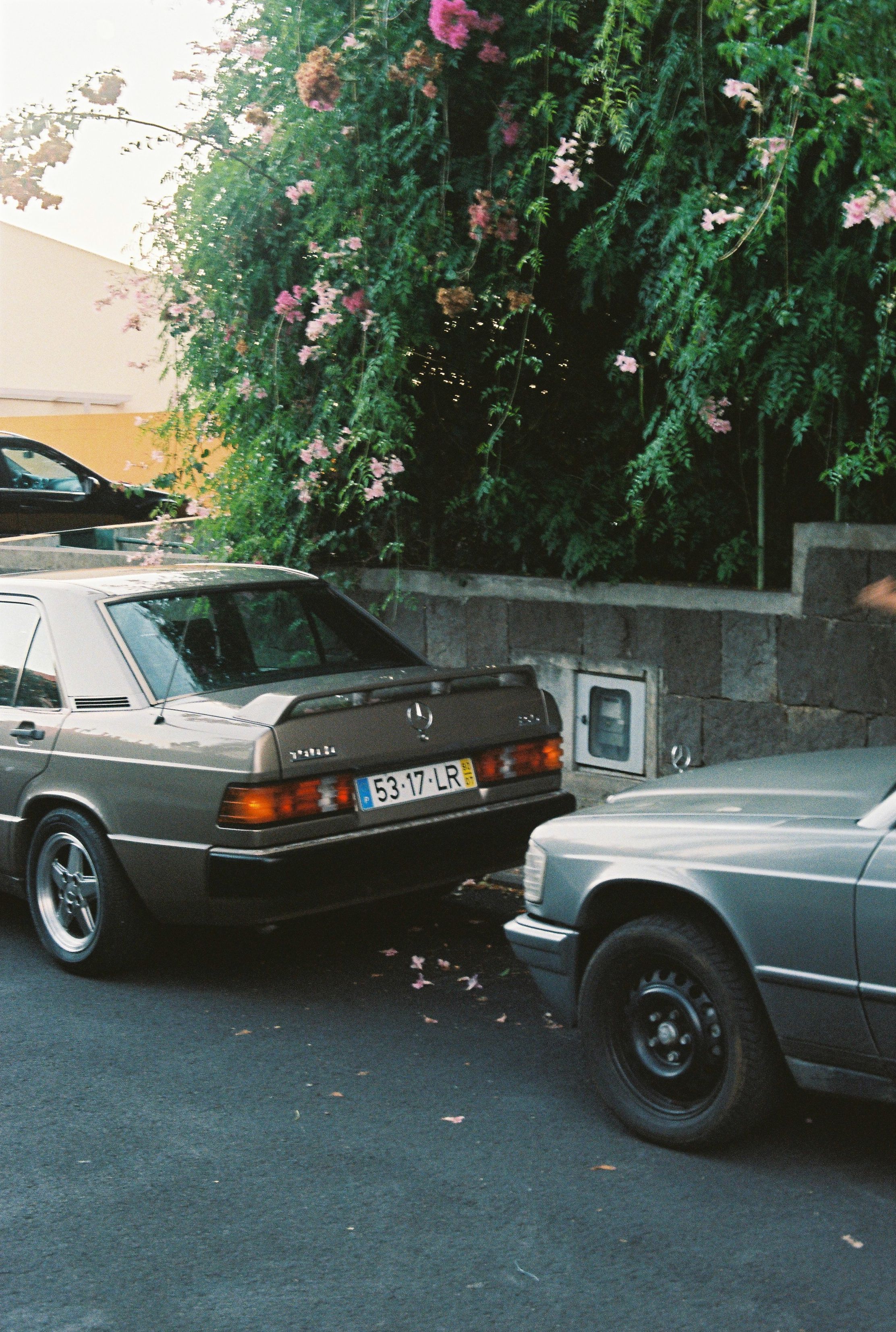 Cars Parked Beside Green Tree · Free Stock Photo