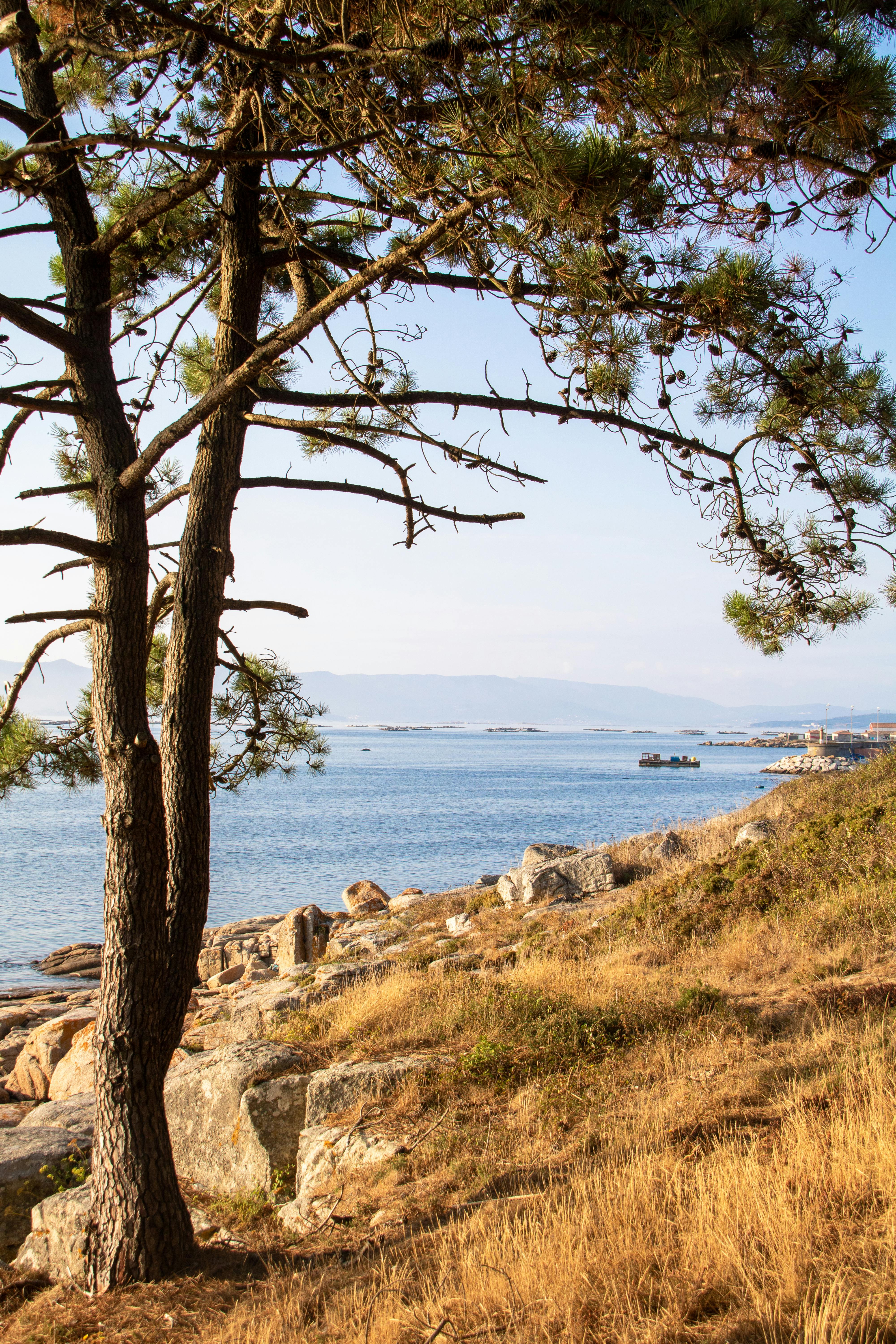 A Tree by a Lake · Free Stock Photo