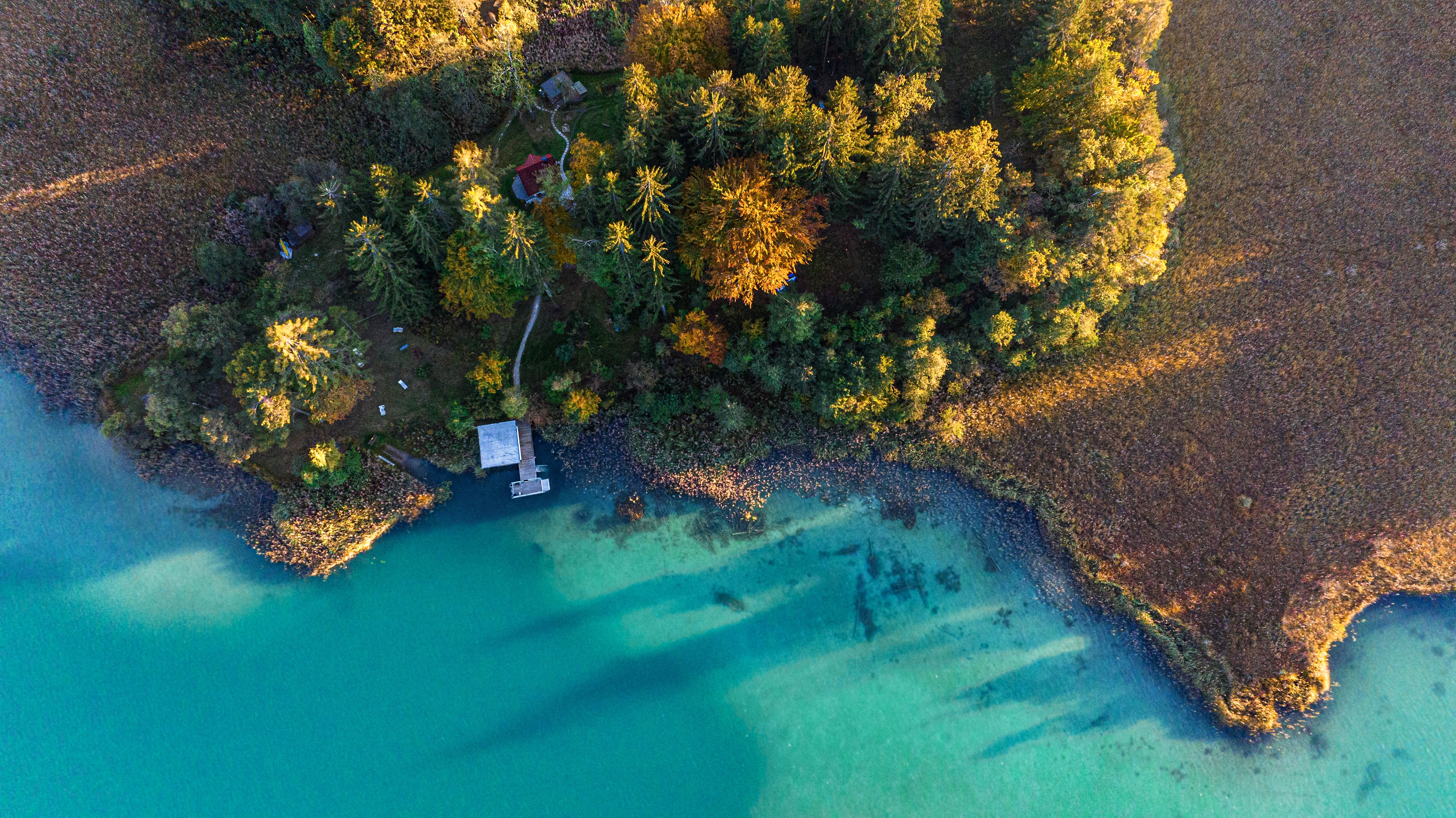 Aerial View of Green Trees on the Shore · Free Stock Photo