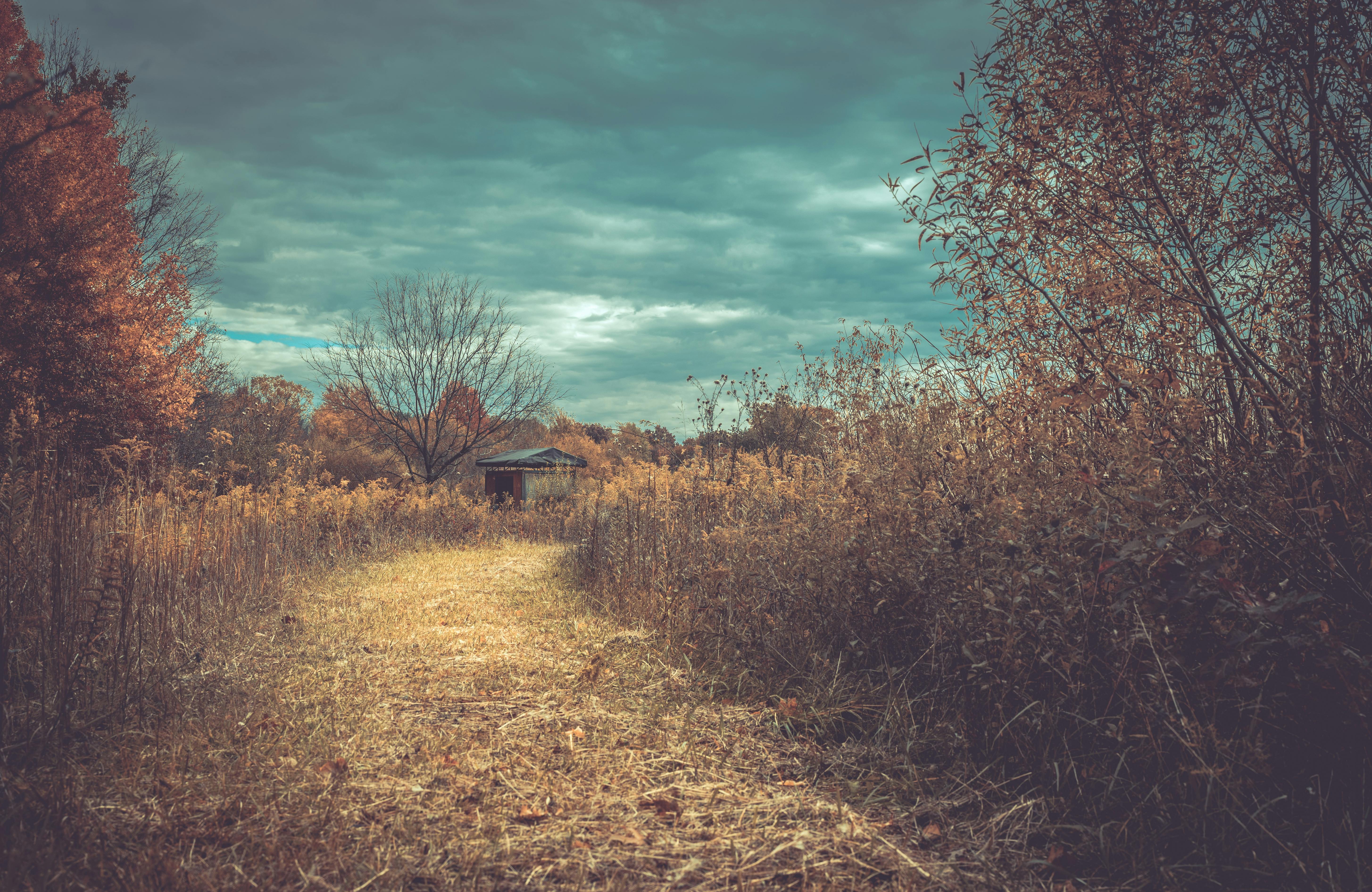 Cloudy Sky over Brown Trees · Free Stock Photo