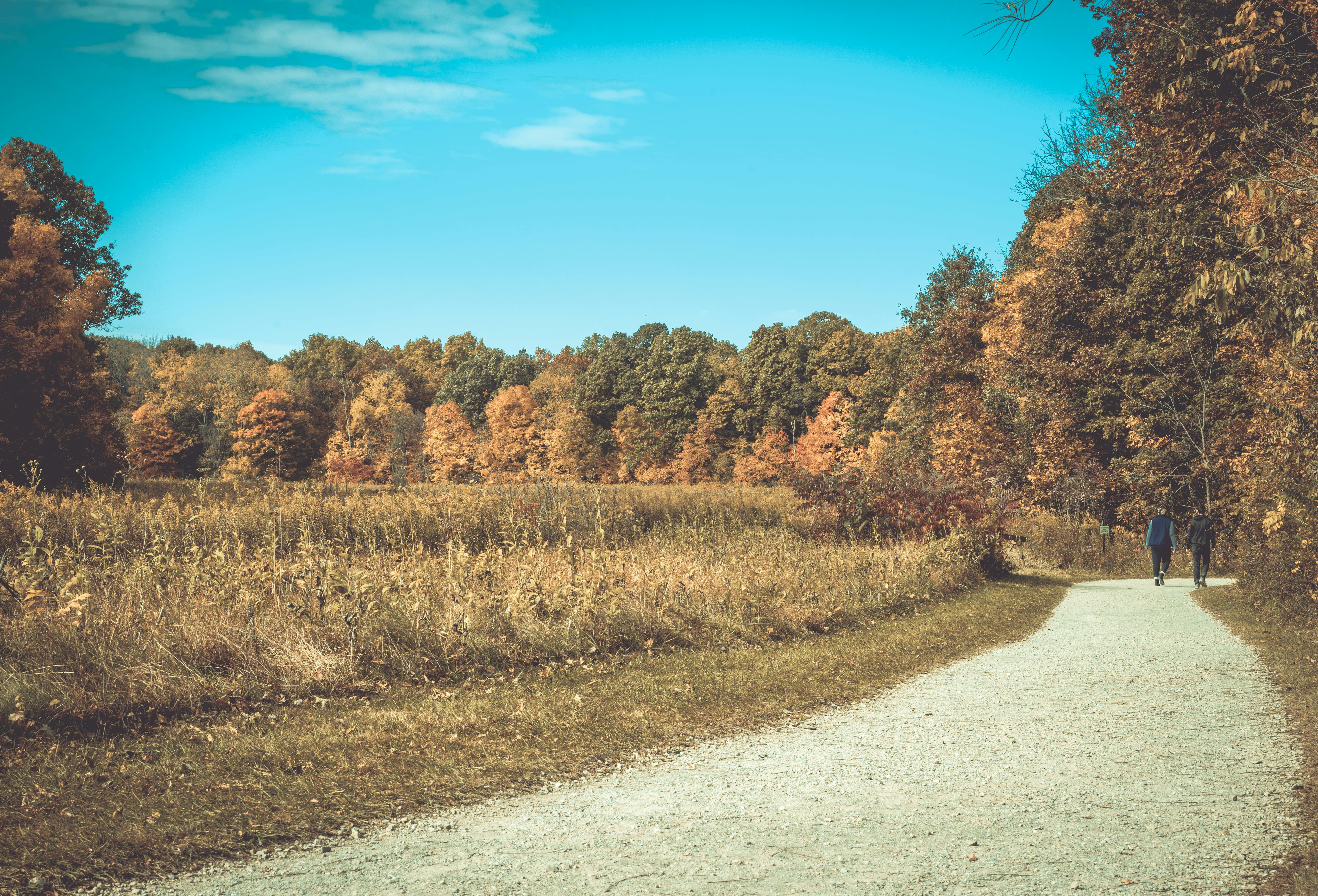 Trees and Grass Near Unpaved Pathway · Free Stock Photo
