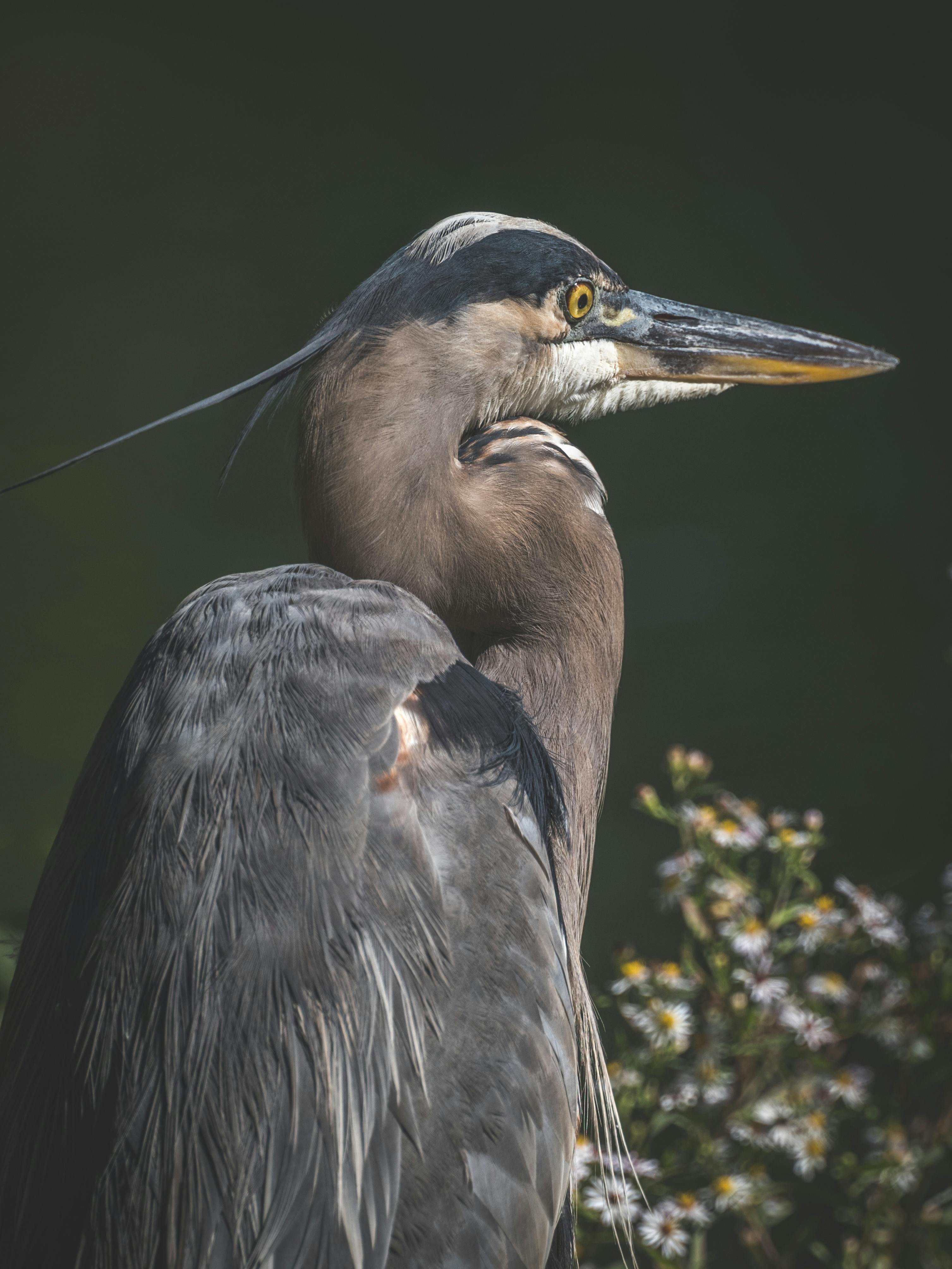 Grey Heron Photos, Download Free Grey Heron Stock Photos & HD Images