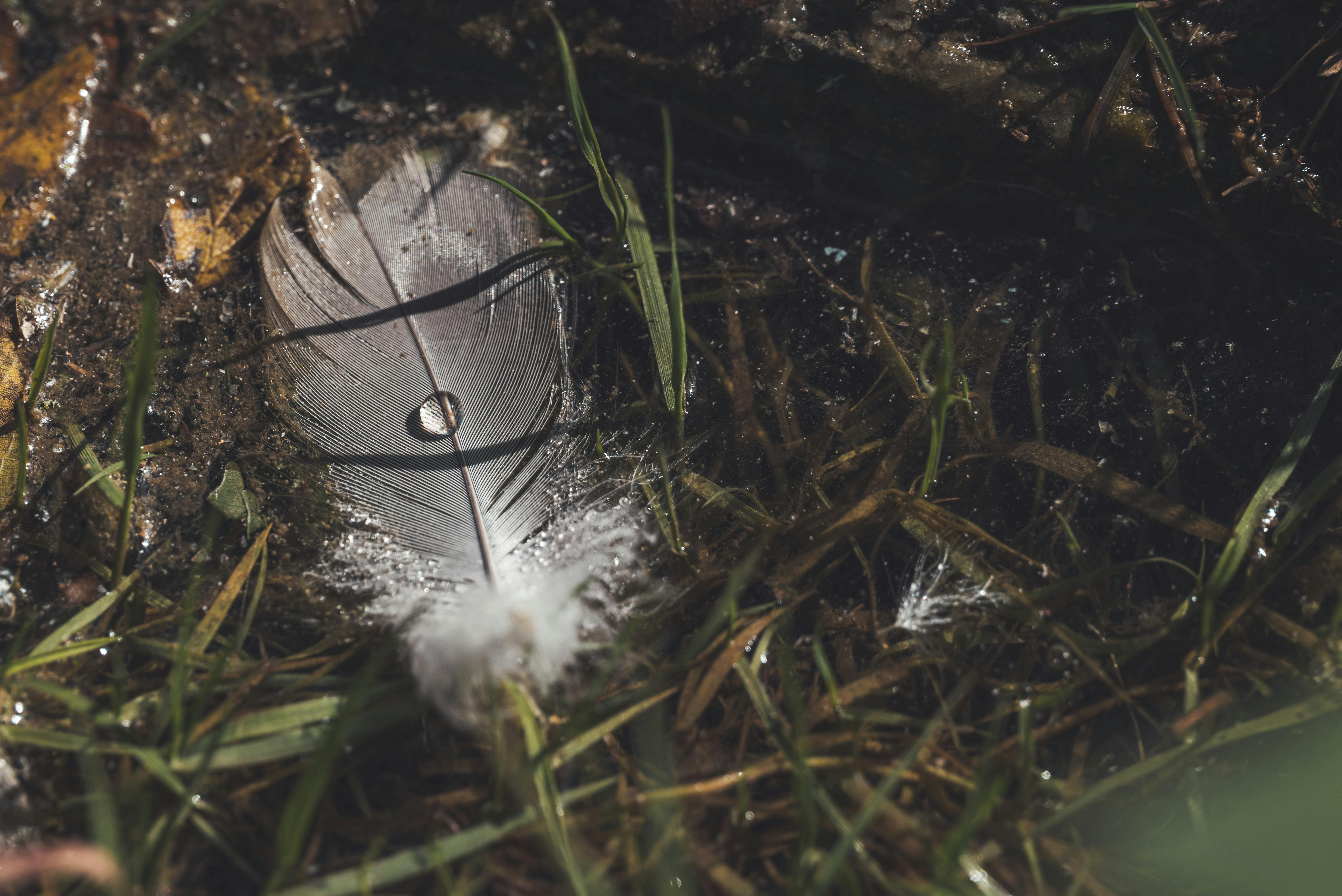 Wet White Feather on the Ground · Free Stock Photo