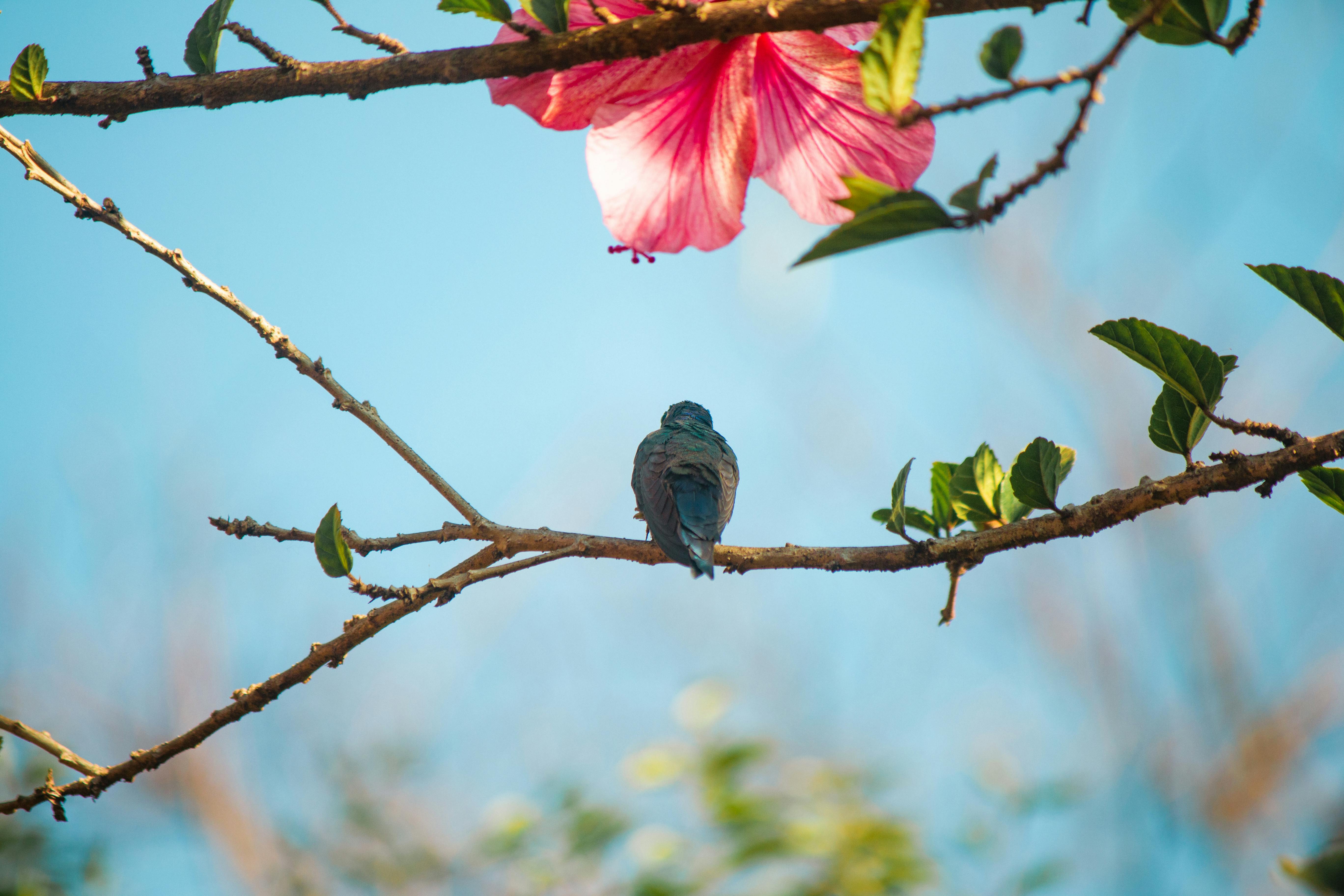 Bird Perched on Tree Branch · Free Stock Photo