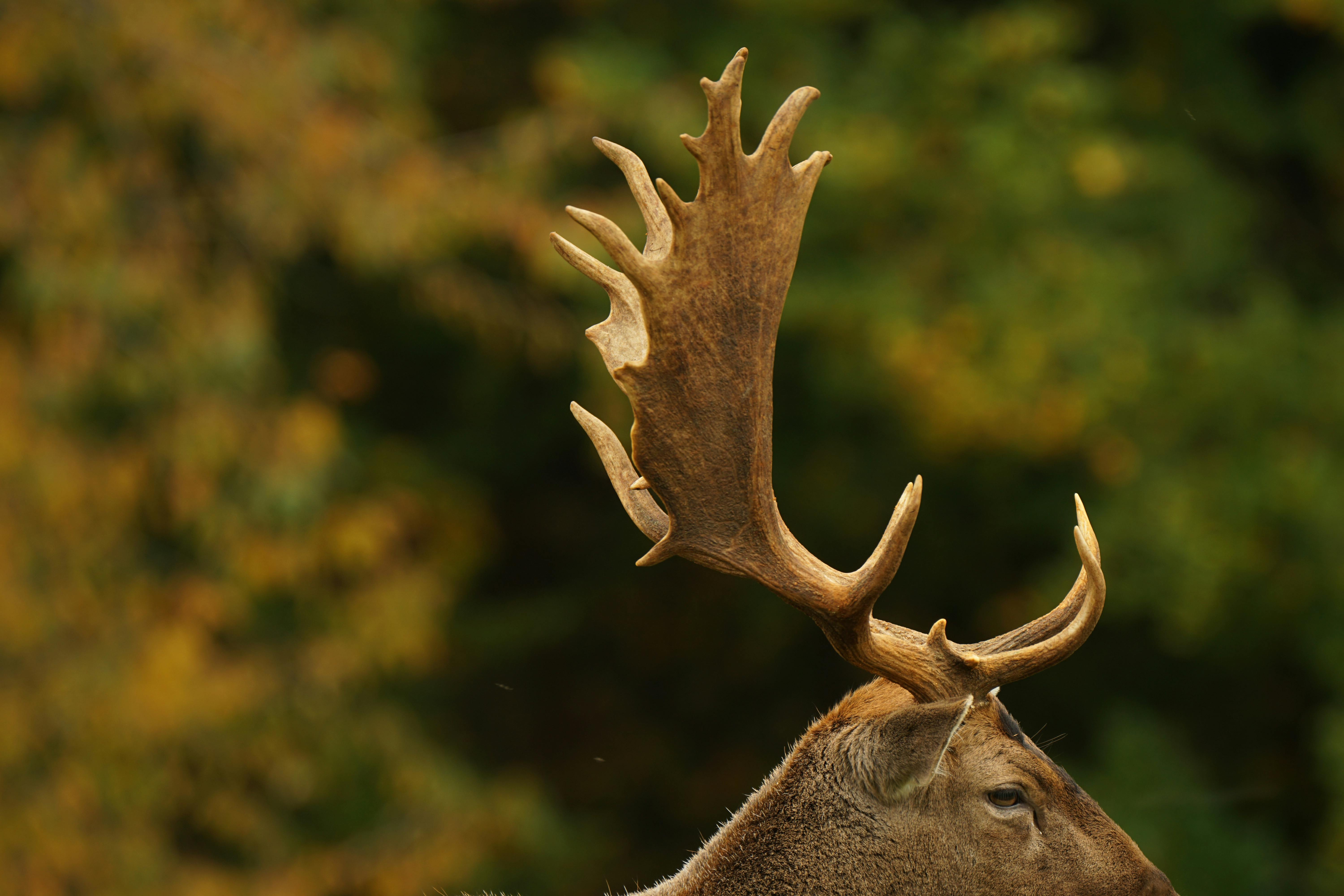 Photo of a Deer with Antlers · Free Stock Photo