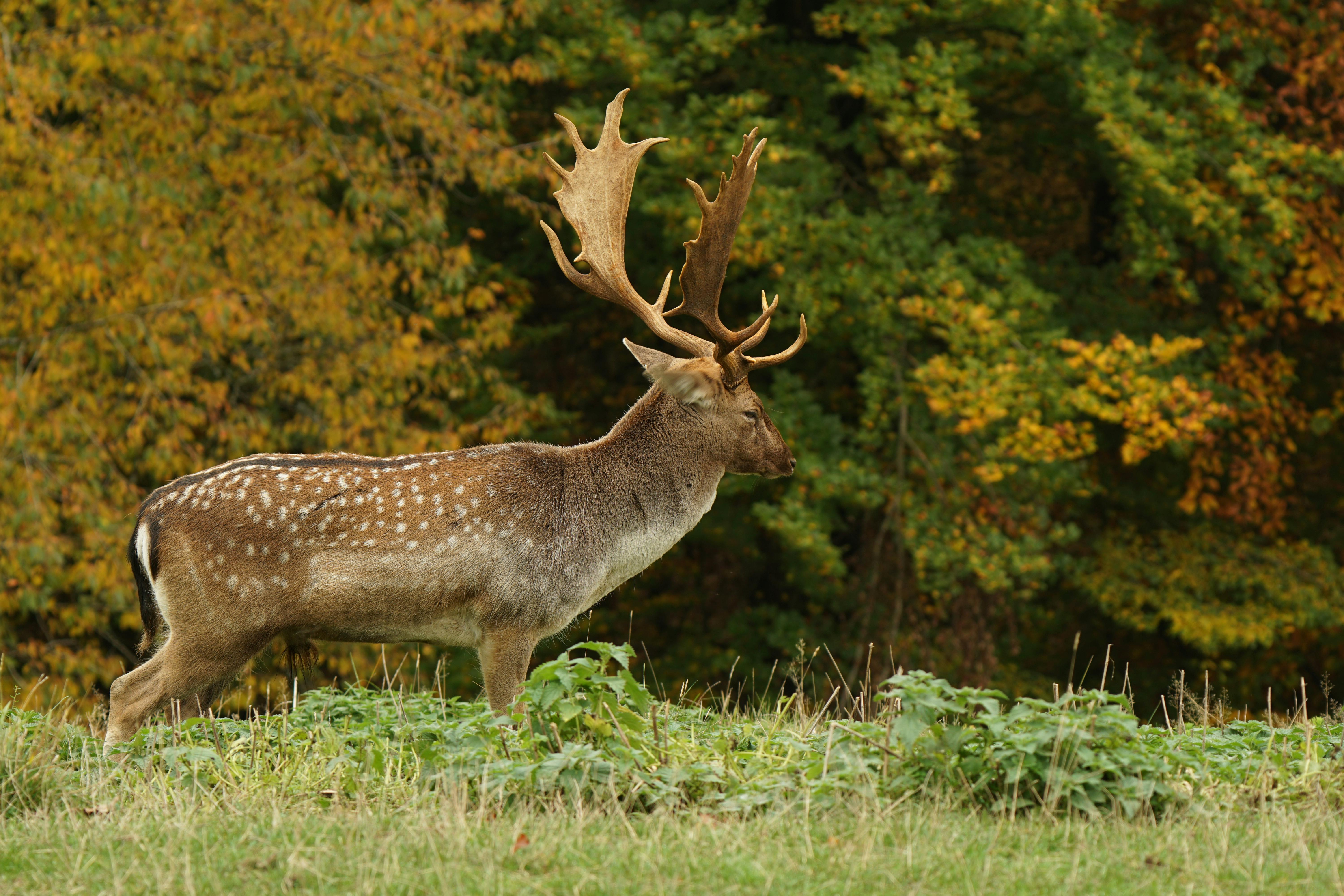 Persian Fallow Deer