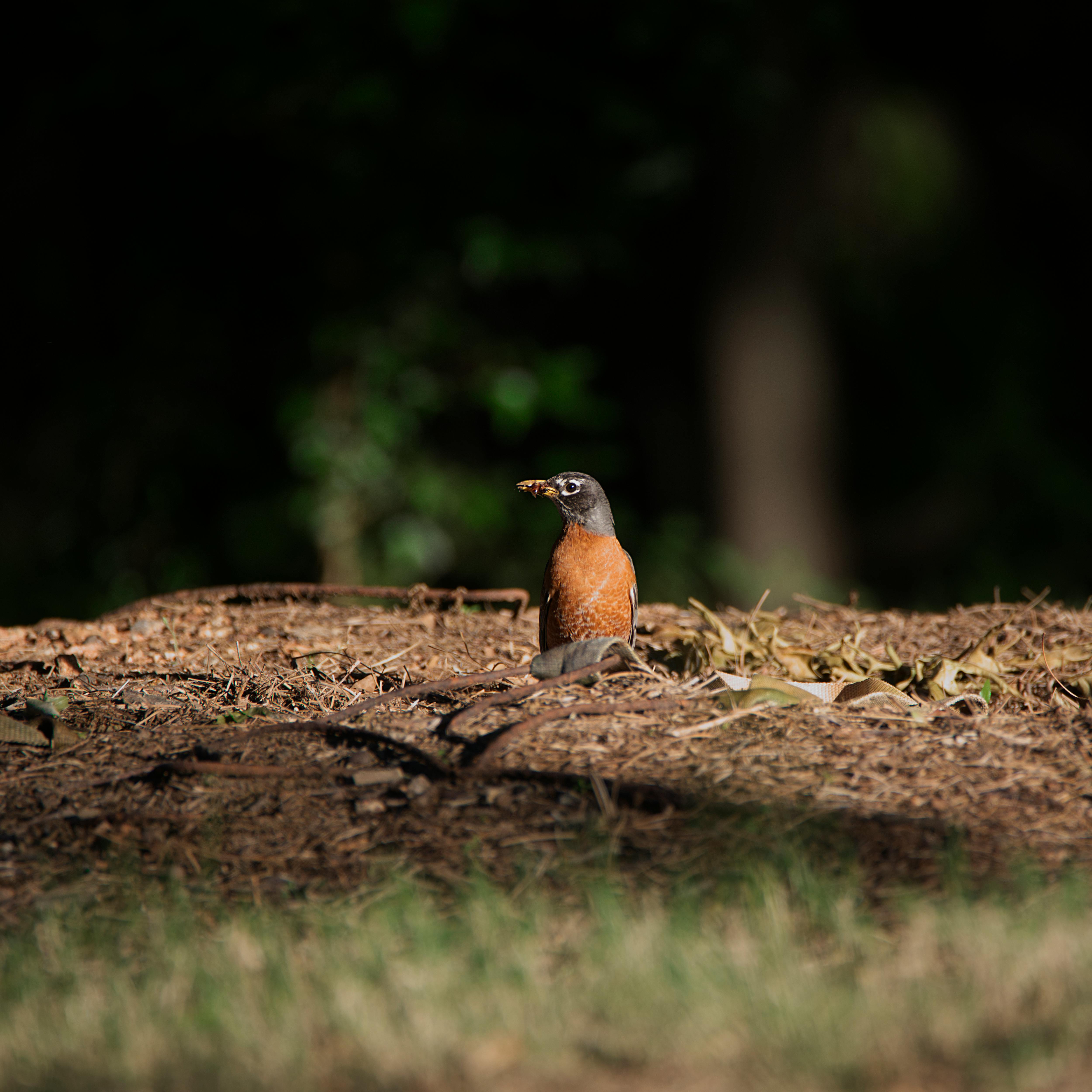 Bird Looking Up · Free Stock Photo