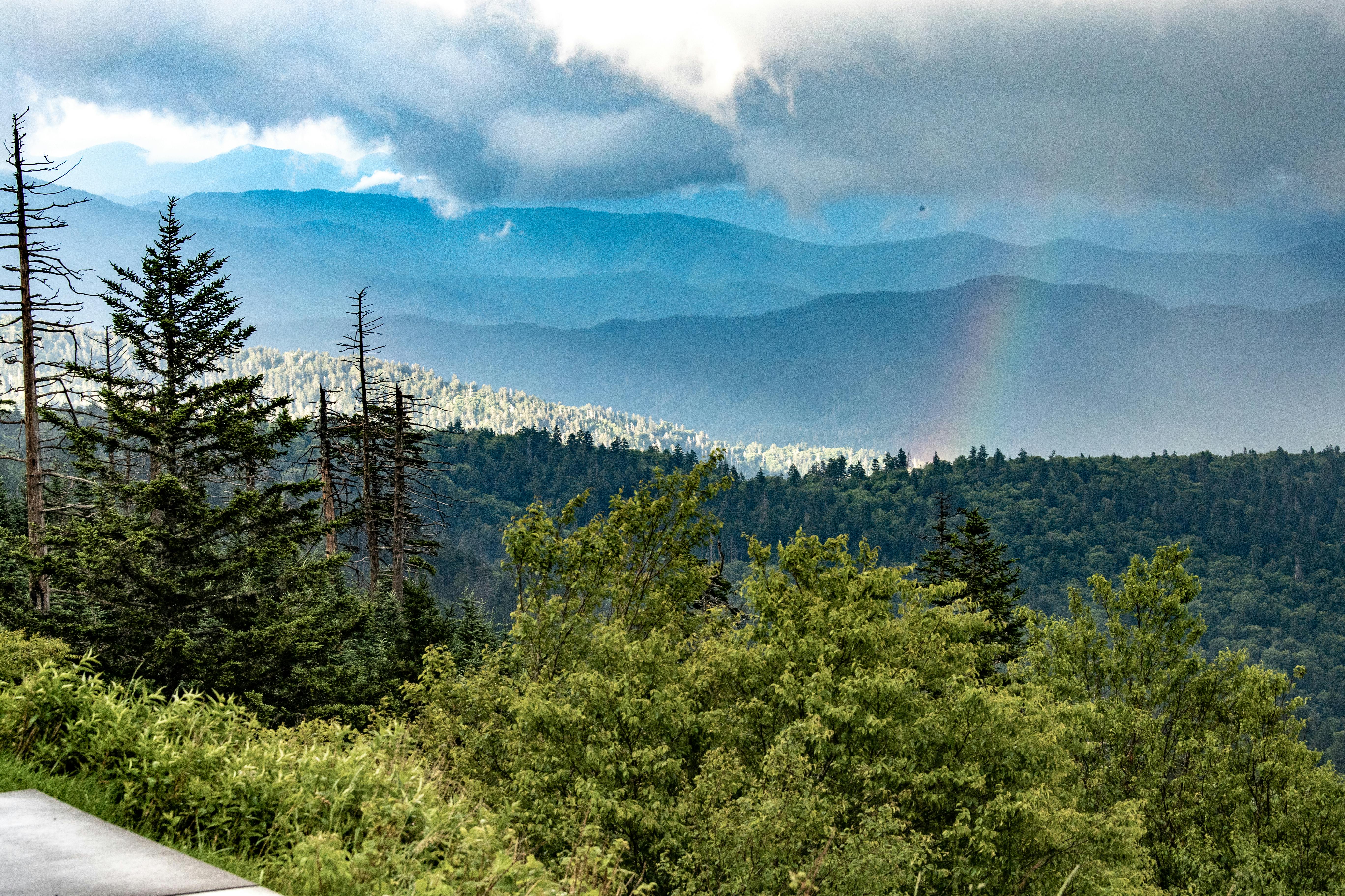 Free stock photo of clouds, epic, forest