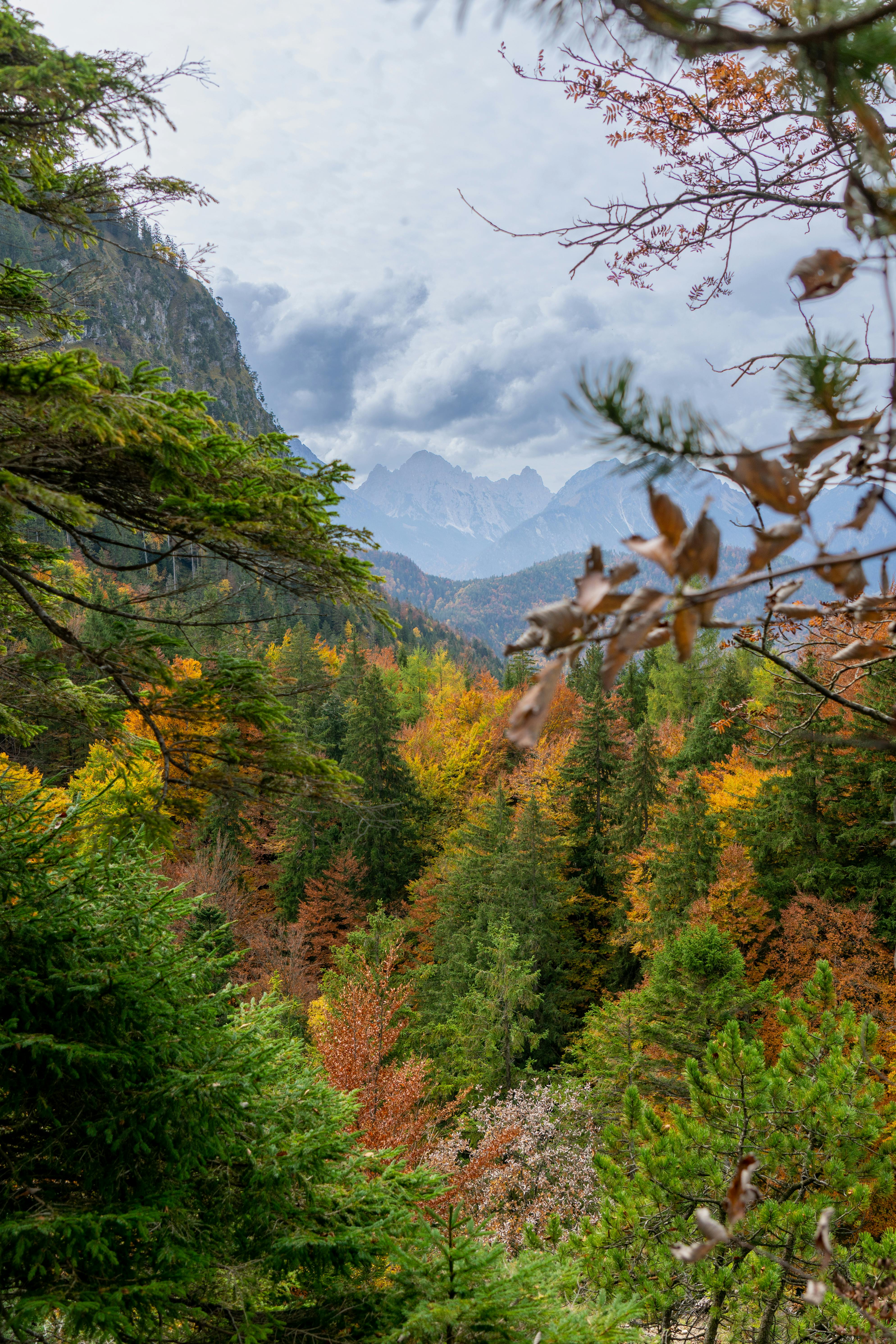 Green Trees on Mountain Area · Free Stock Photo