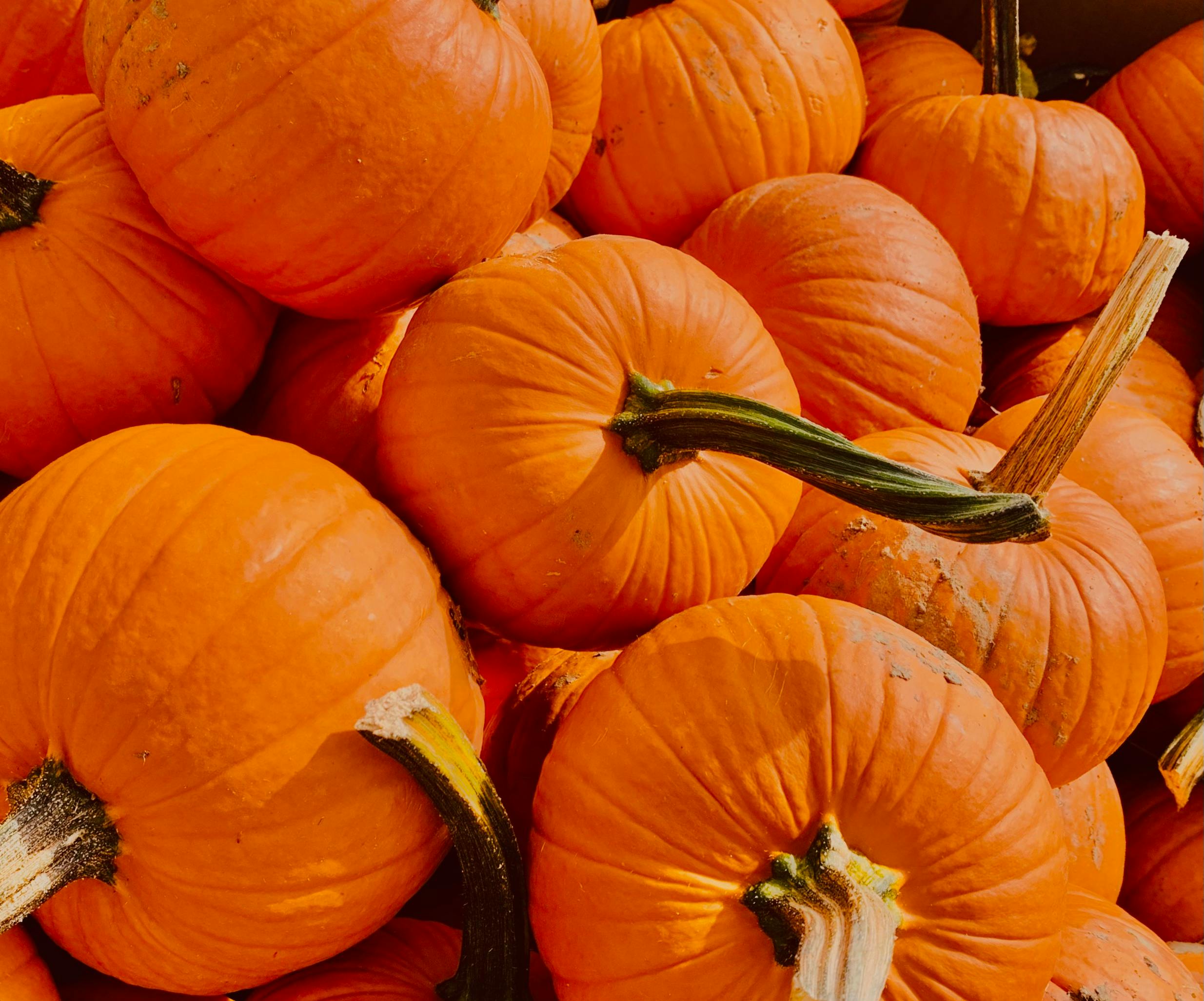 Close Up Photo of Pumpkins · Free Stock Photo