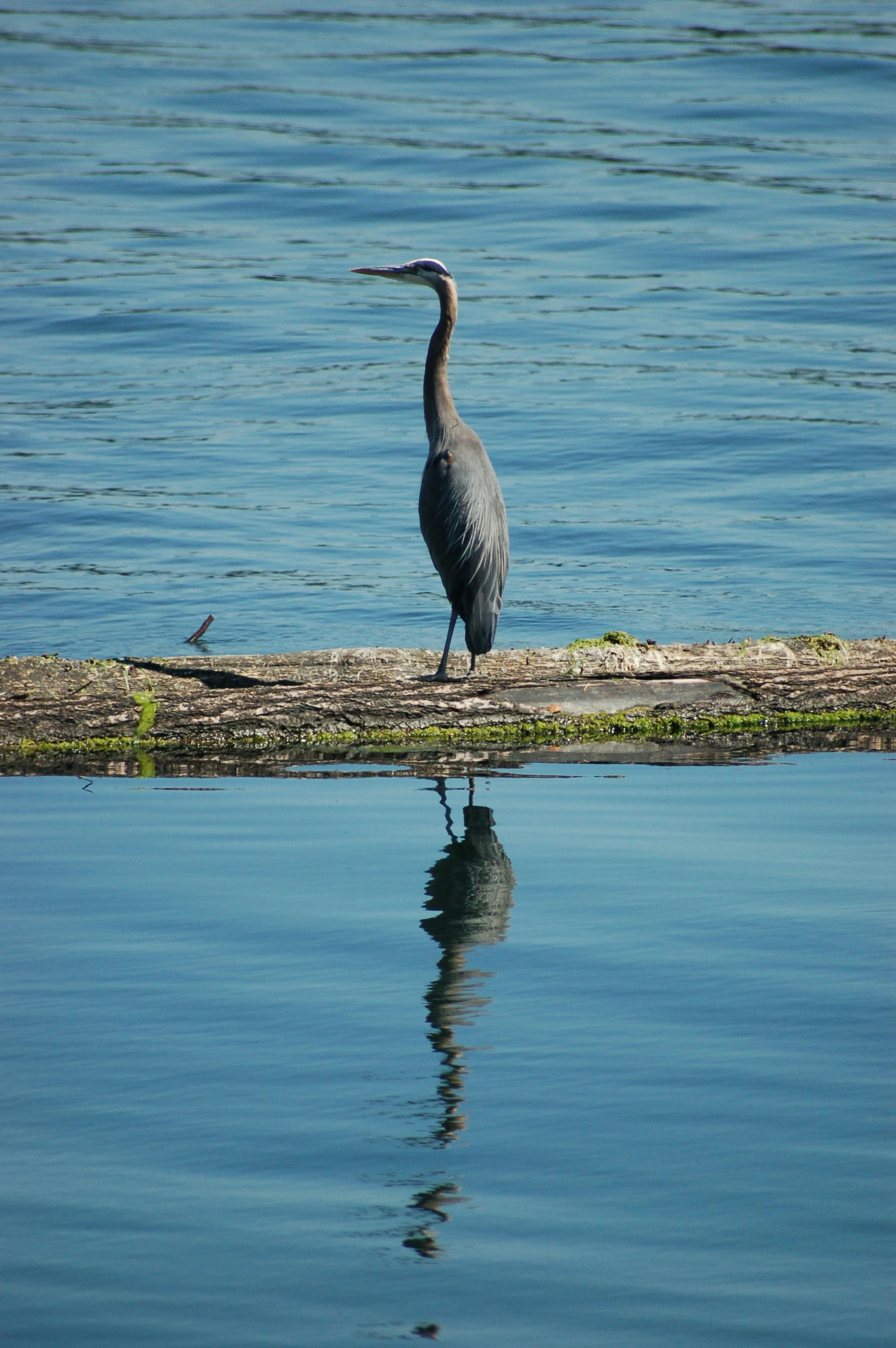 White and Grey Feather Bird Perch on Stone Near Body of Water during ...