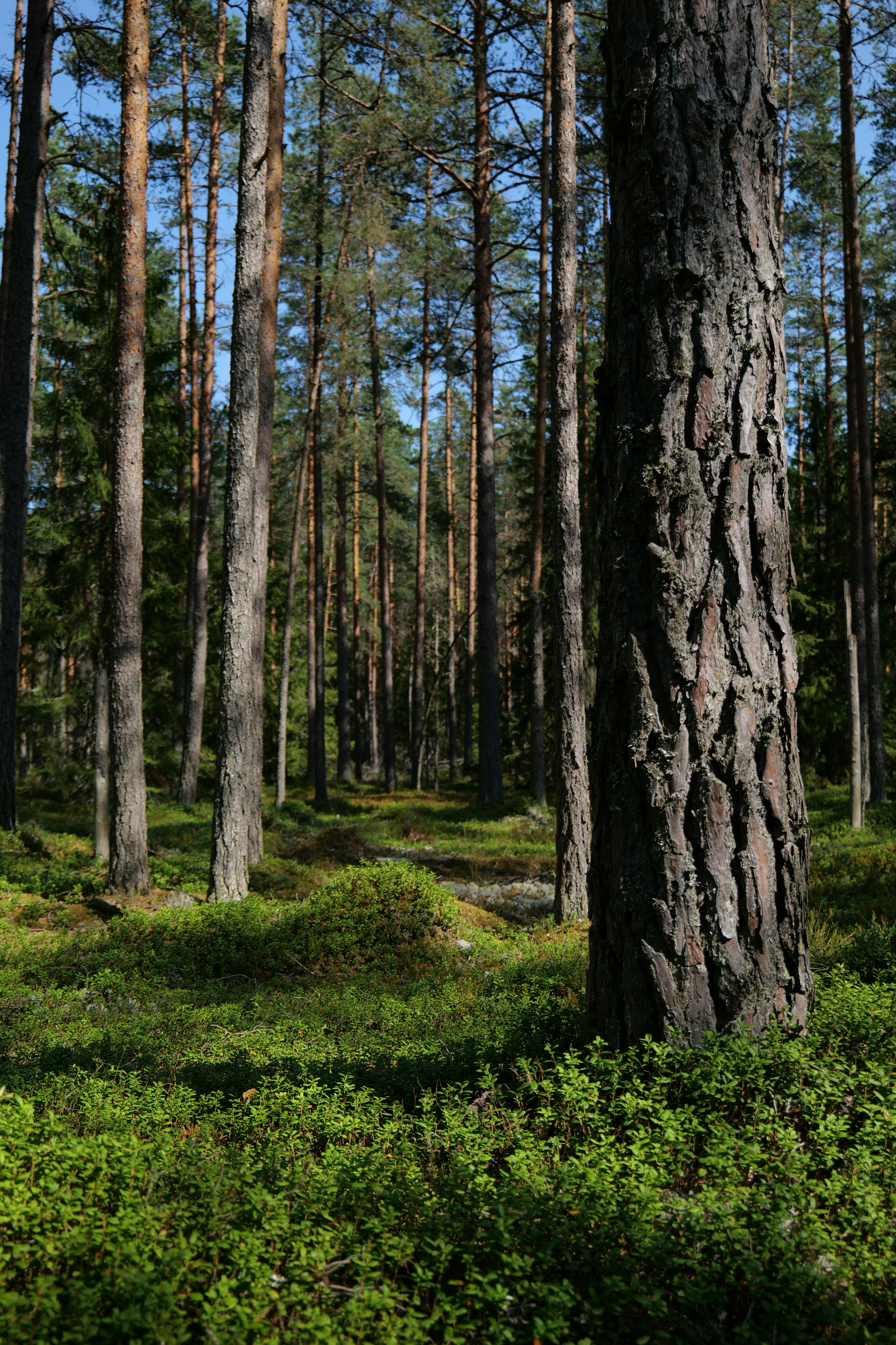 Tall Trees in the Forest · Free Stock Photo