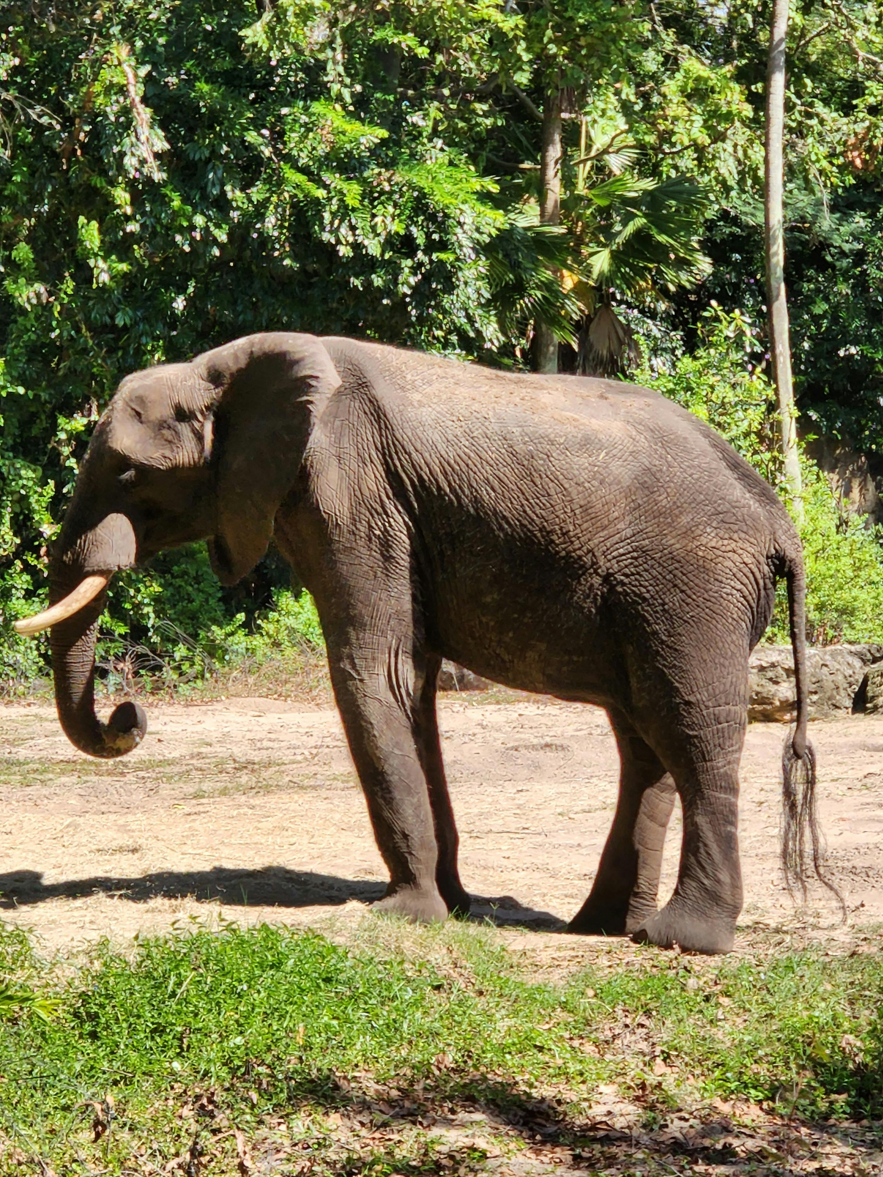 Tusker In Srilankan Temple Hendala Temple.elephant portrait with high ...