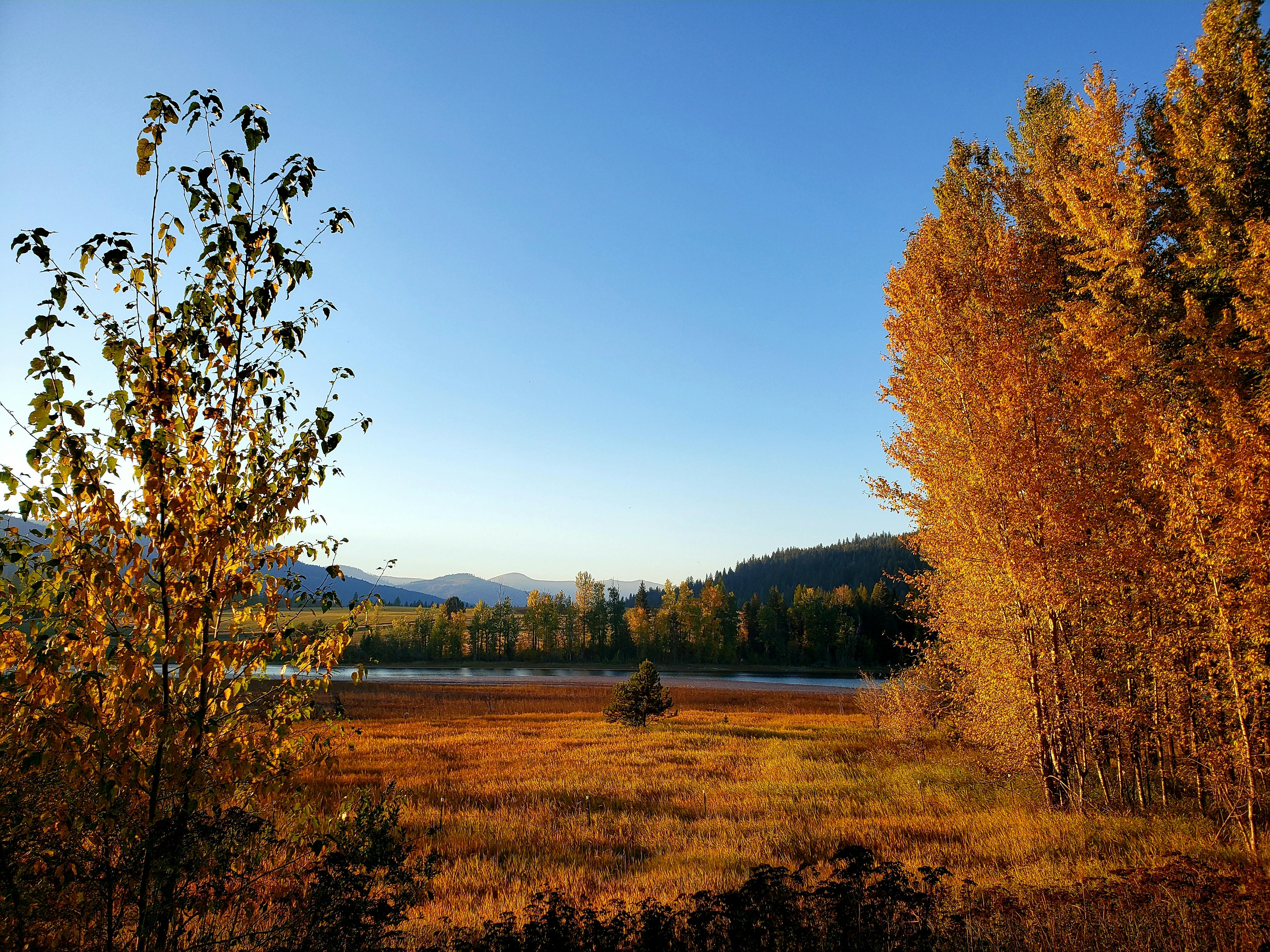 Golden Autumn Landscape · Free Stock Photo