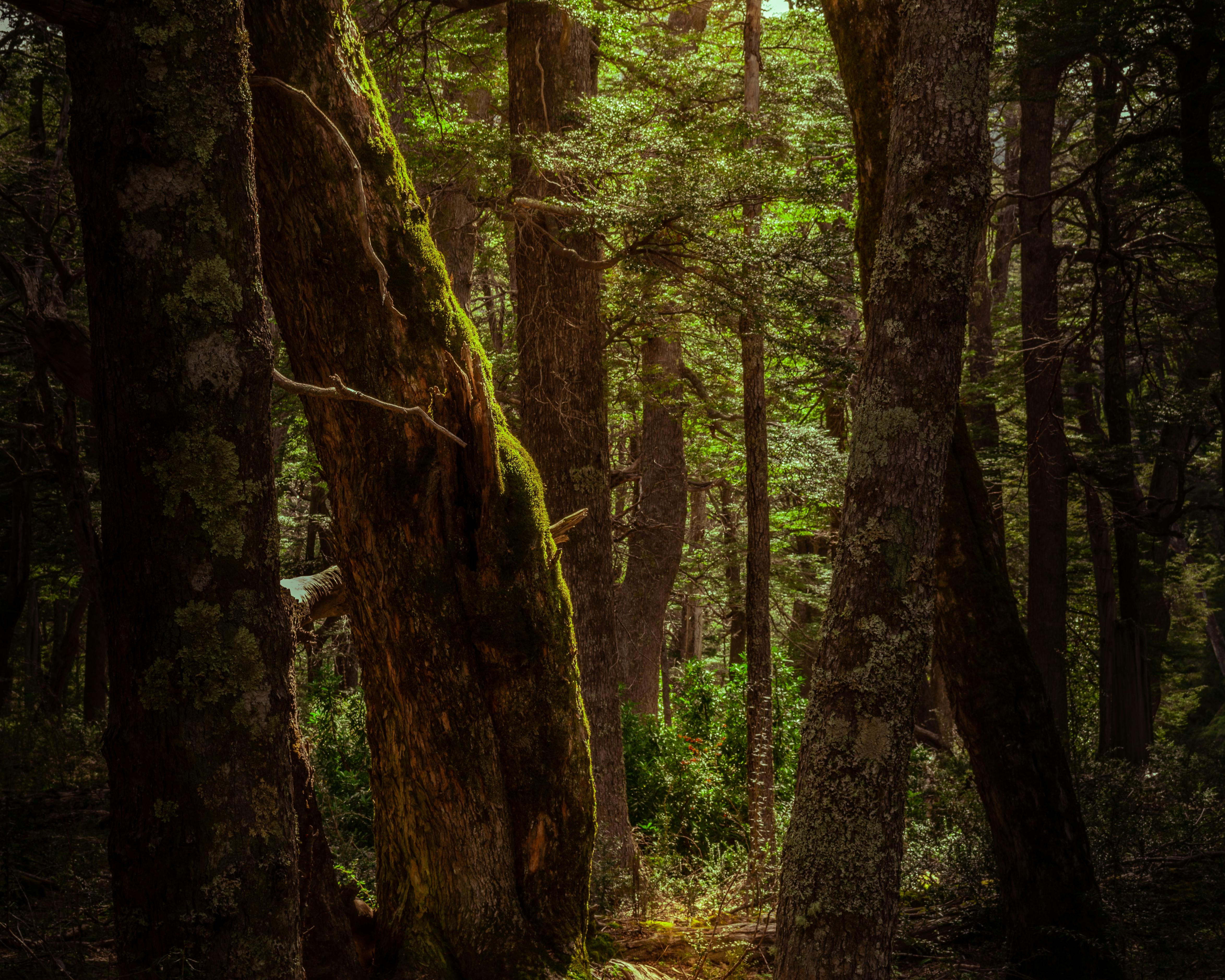 Photo of a Forest · Free Stock Photo