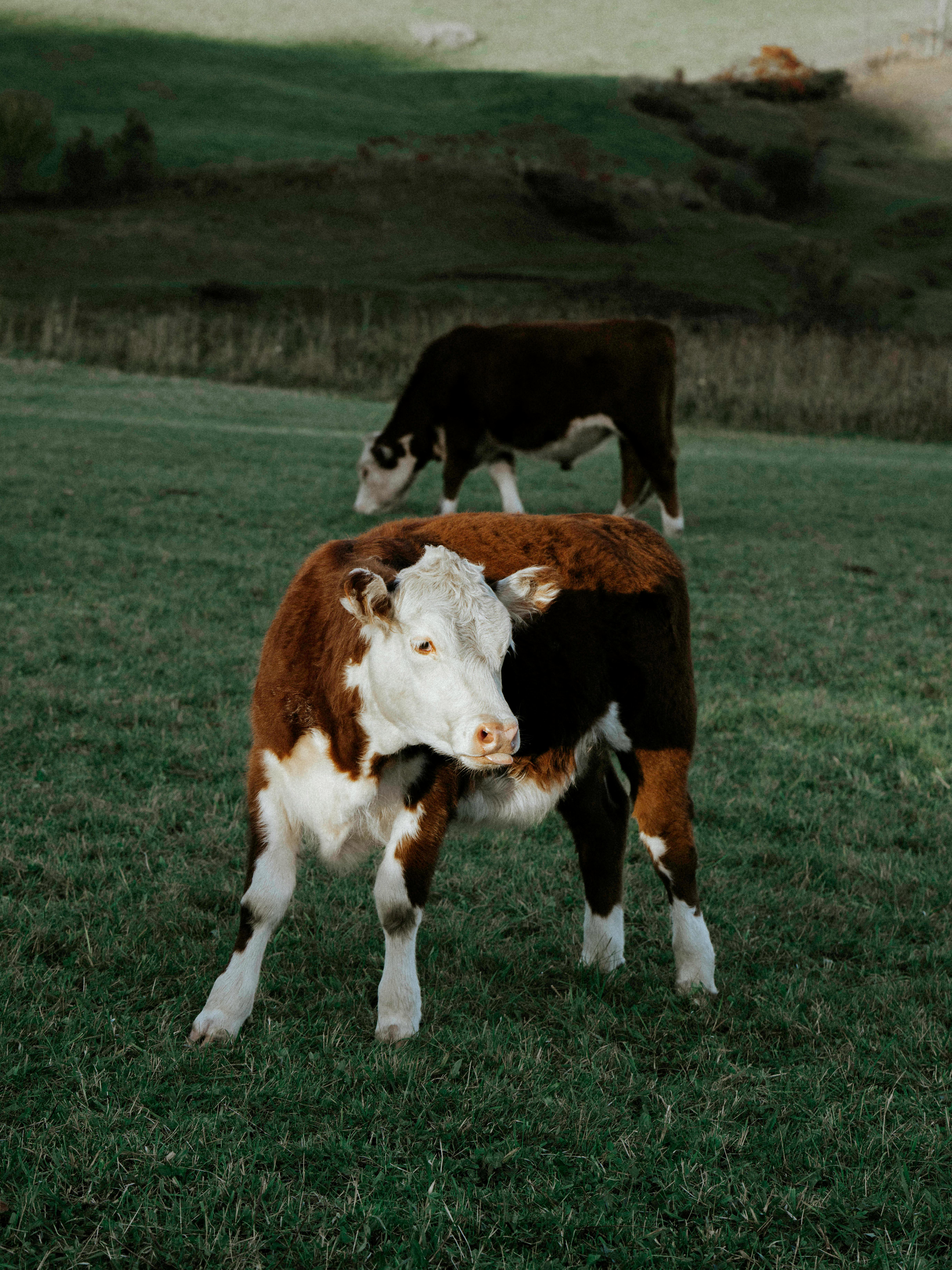 Dutch Cows Photos, Download Free Dutch Cows Stock Photos & HD Images