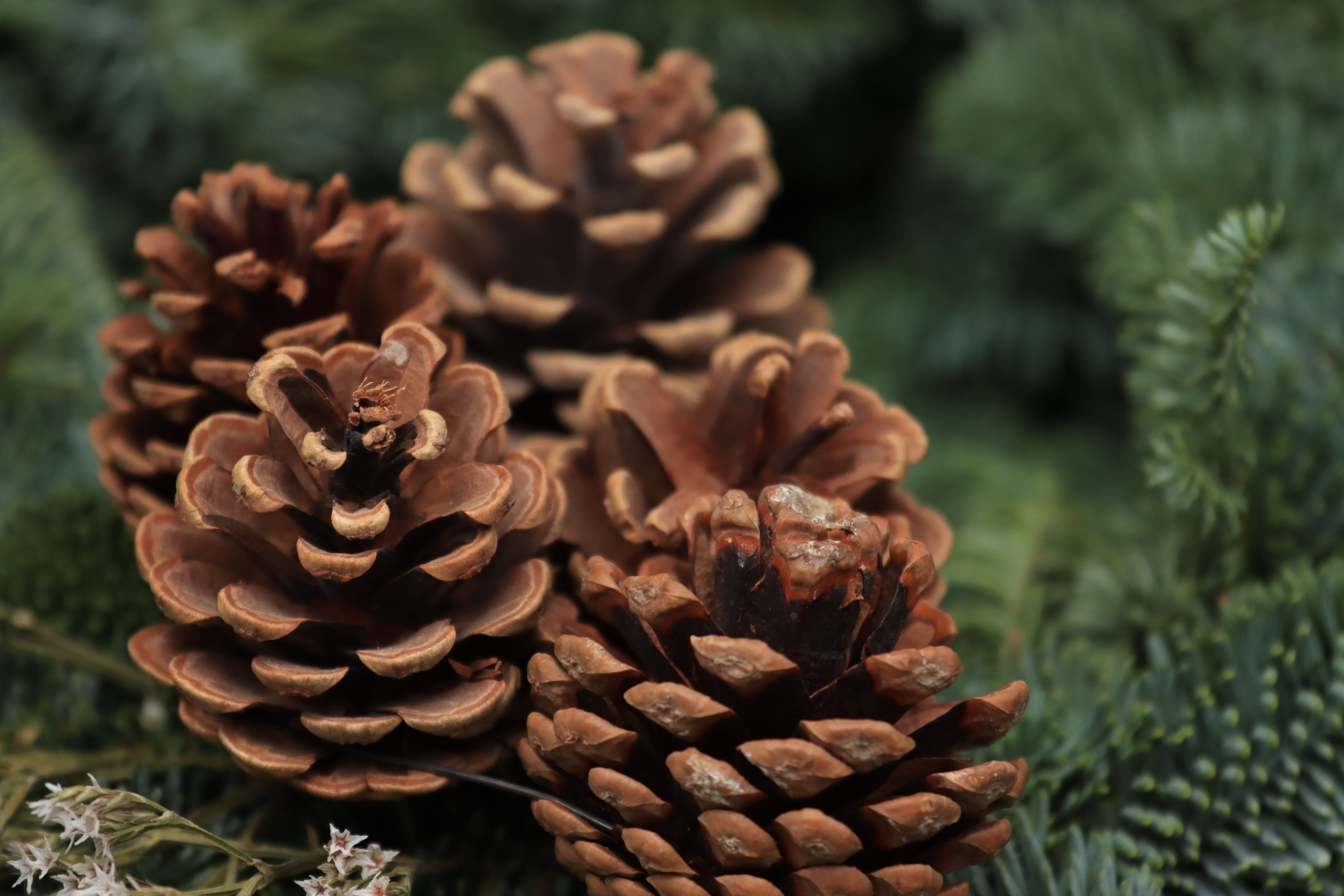 Red Fruits and Brown Pine Cones on White Wooden Surface · Free Stock Photo