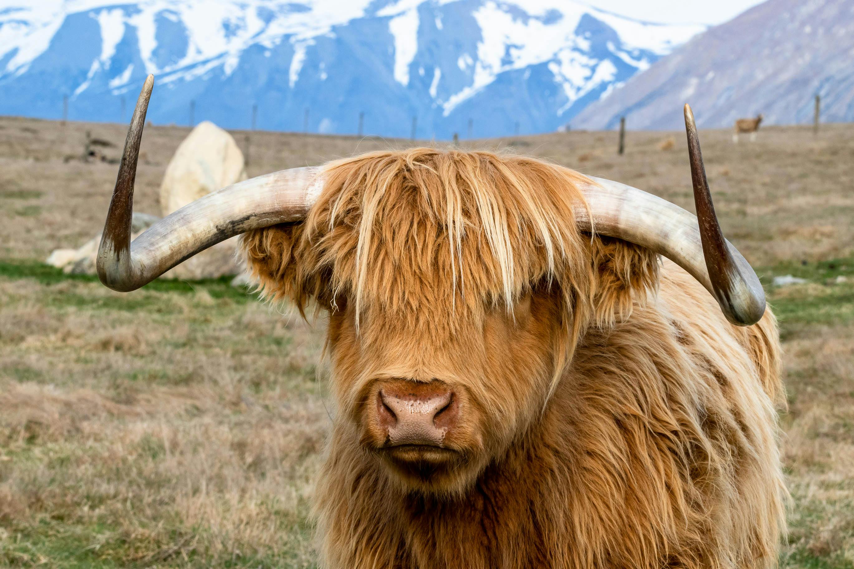 Brown Bull in Close Up Shot · Free Stock Photo