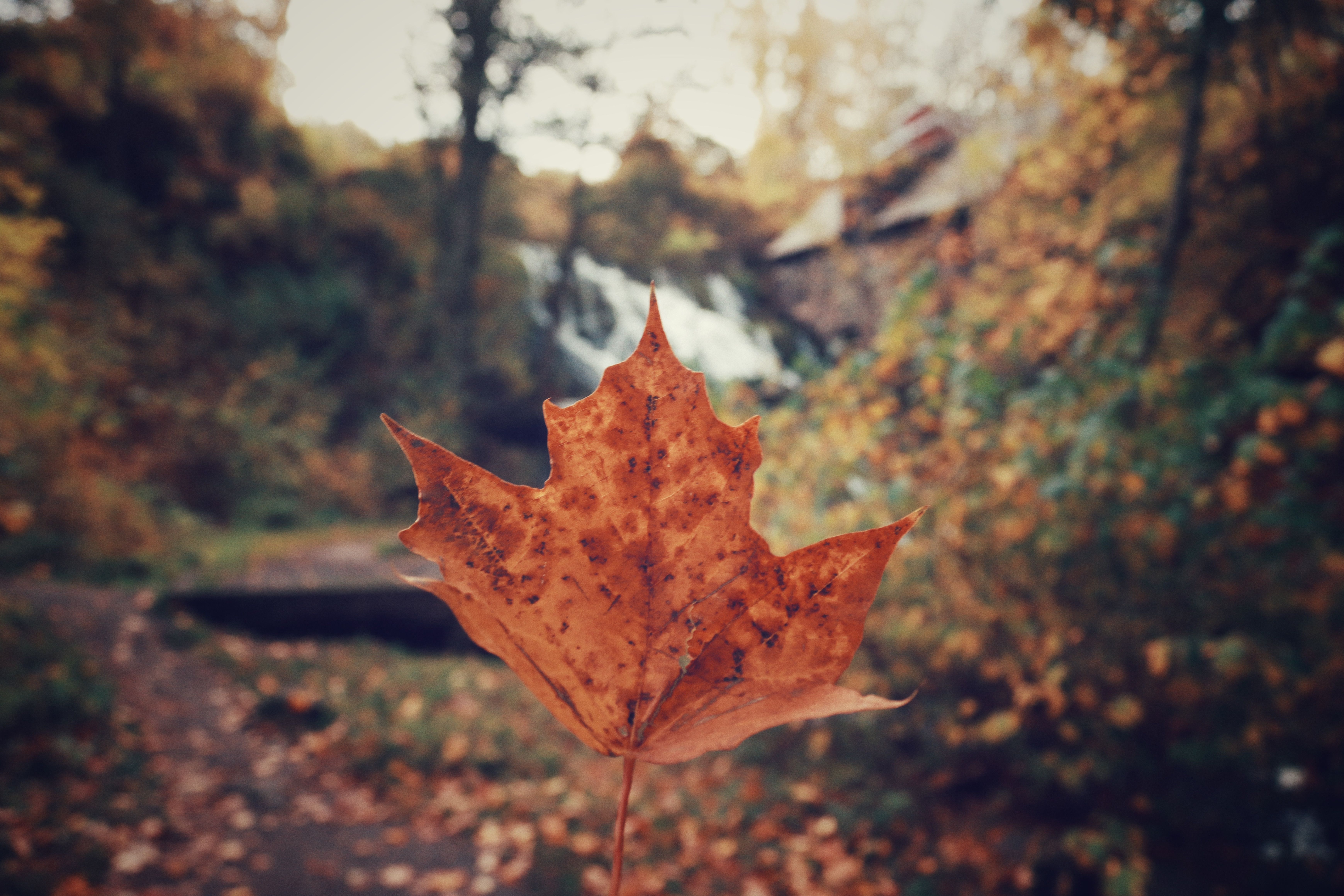 Brown Maple Leaf in Close Up Shot · Free Stock Photo
