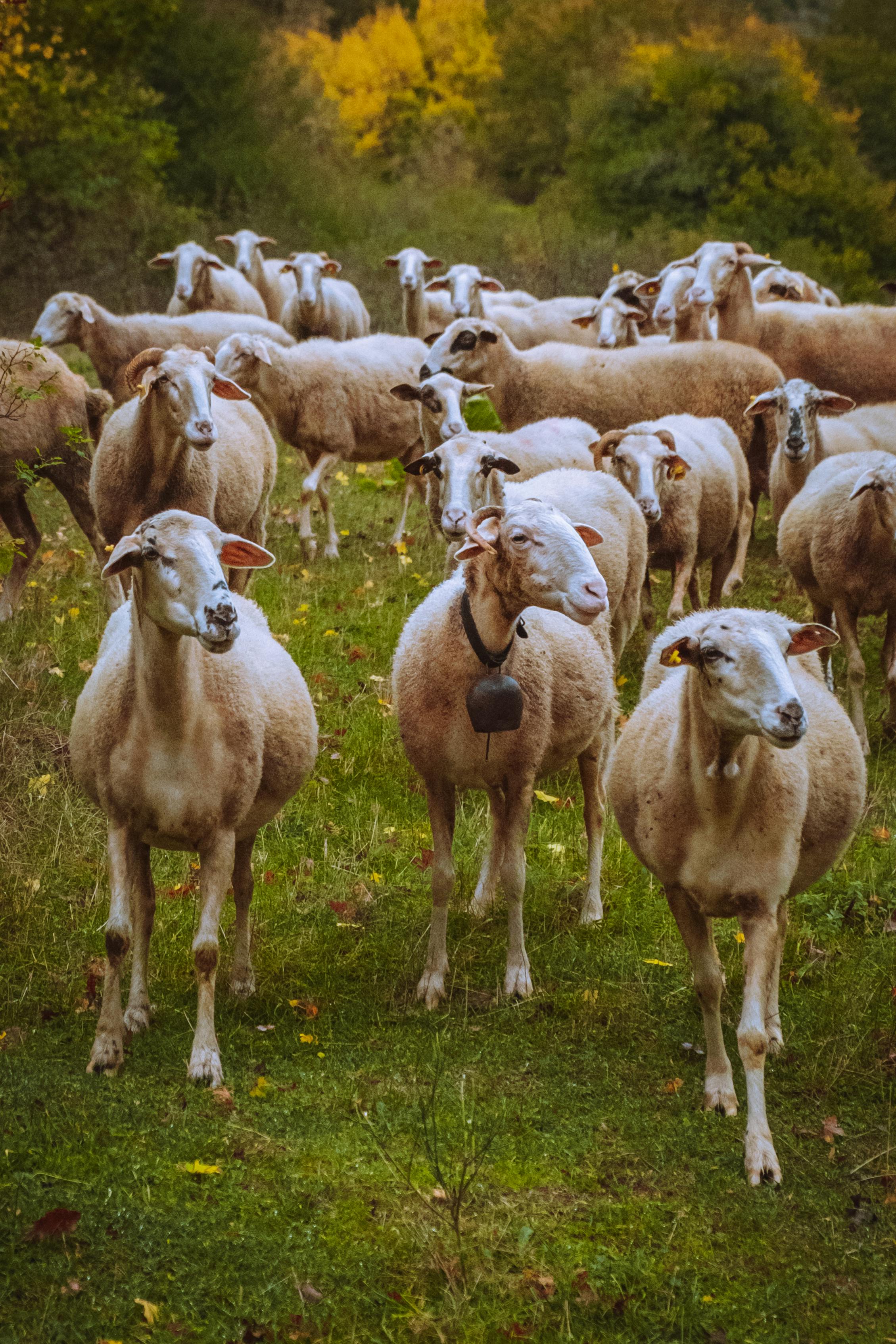 Sheep behind Container · Free Stock Photo