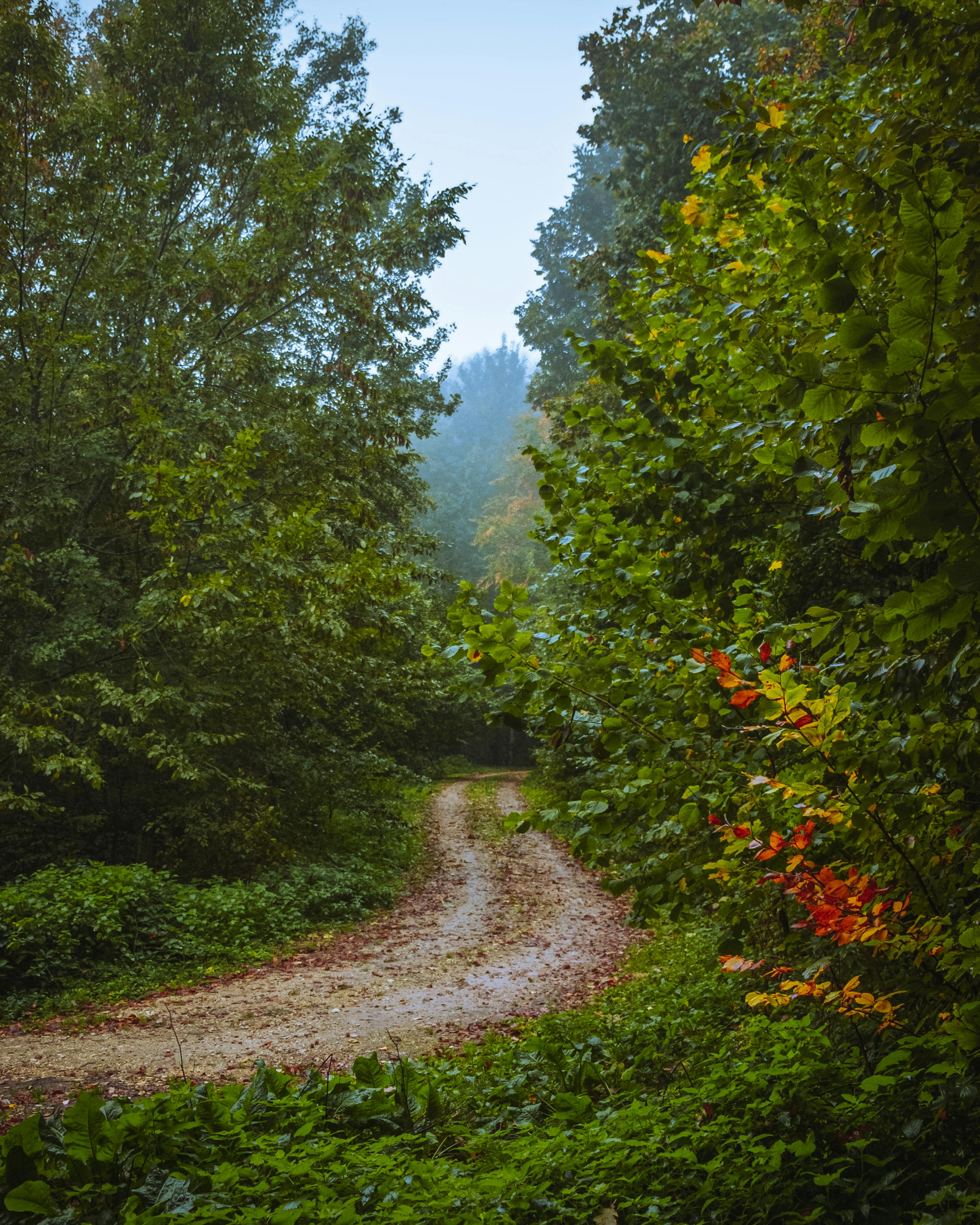 Dirt Pathway Between Green Trees · Free Stock Photo