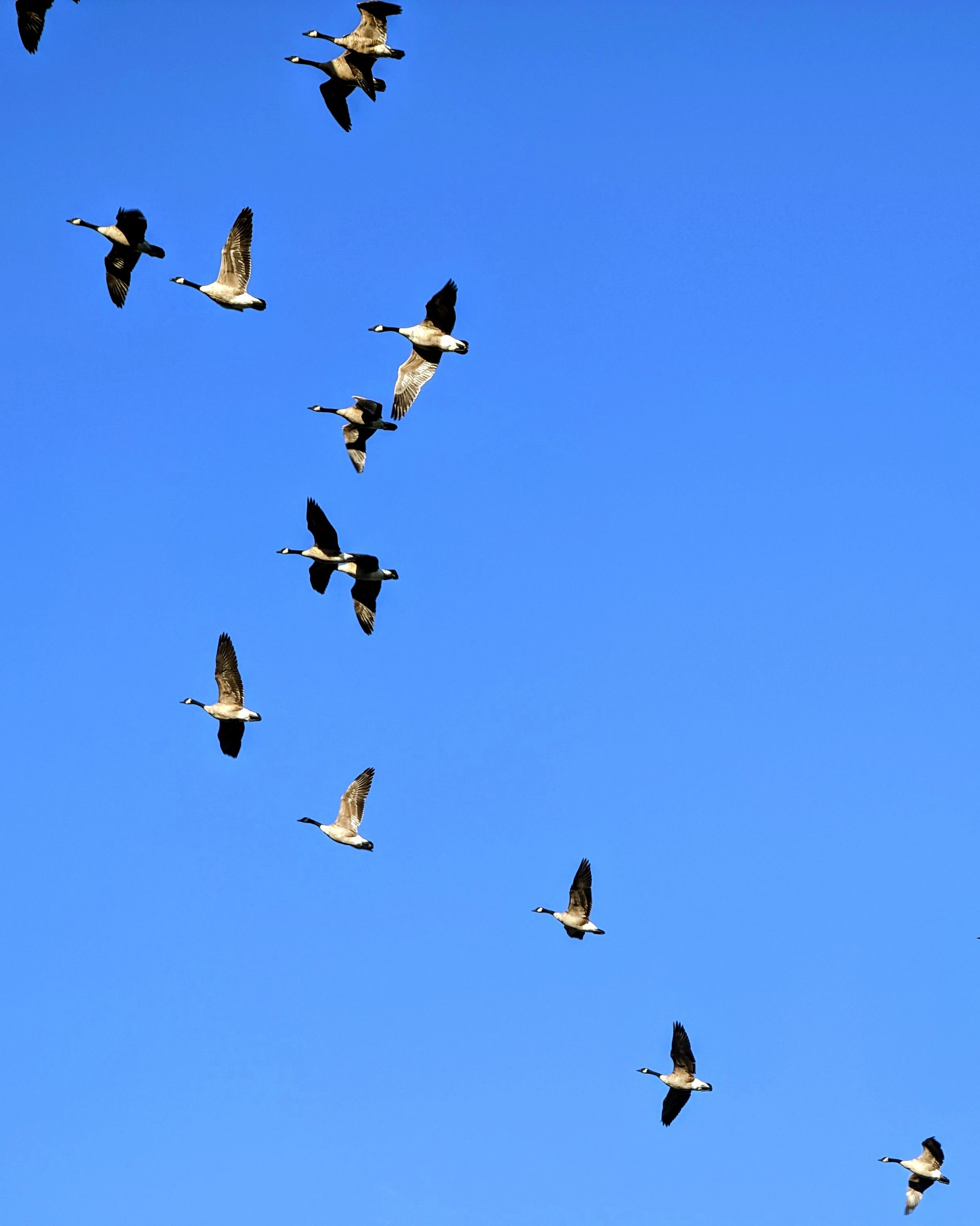 Man Sitting on Bench and Birds Flying · Free Stock Photo