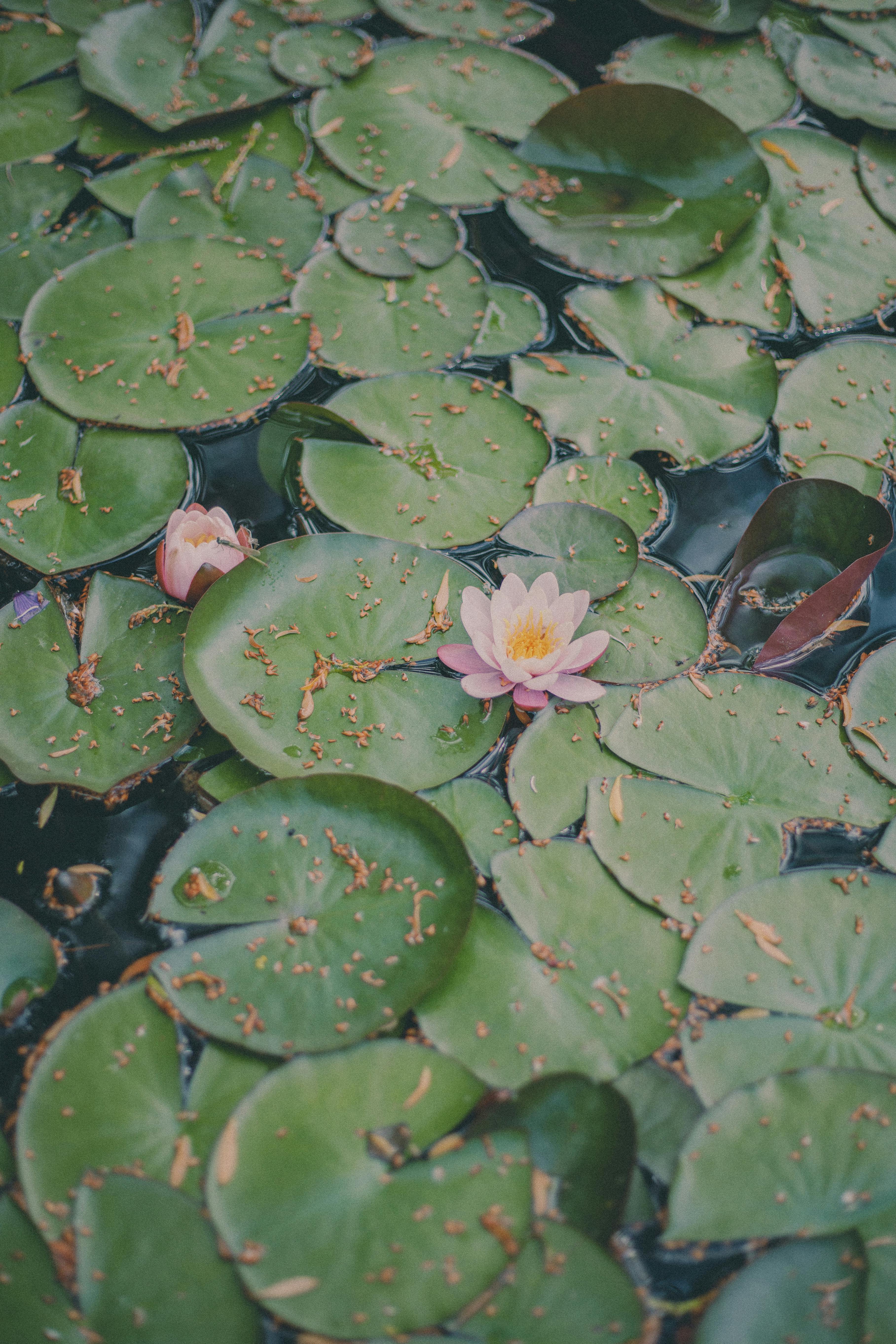 Green Lily Pads on Water · Free Stock Photo