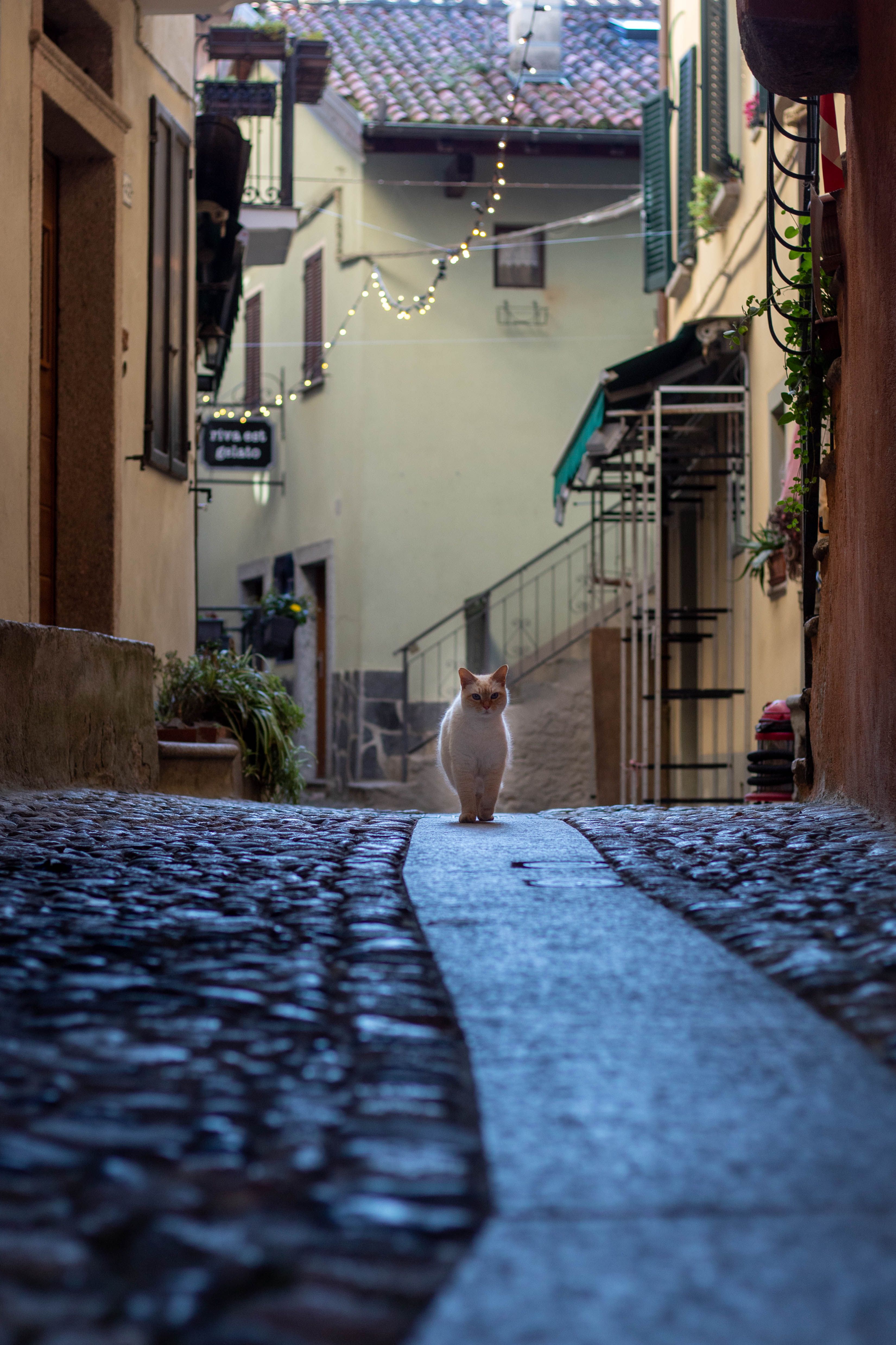 Cat Walking on Cobblestone Street · Free Stock Photo