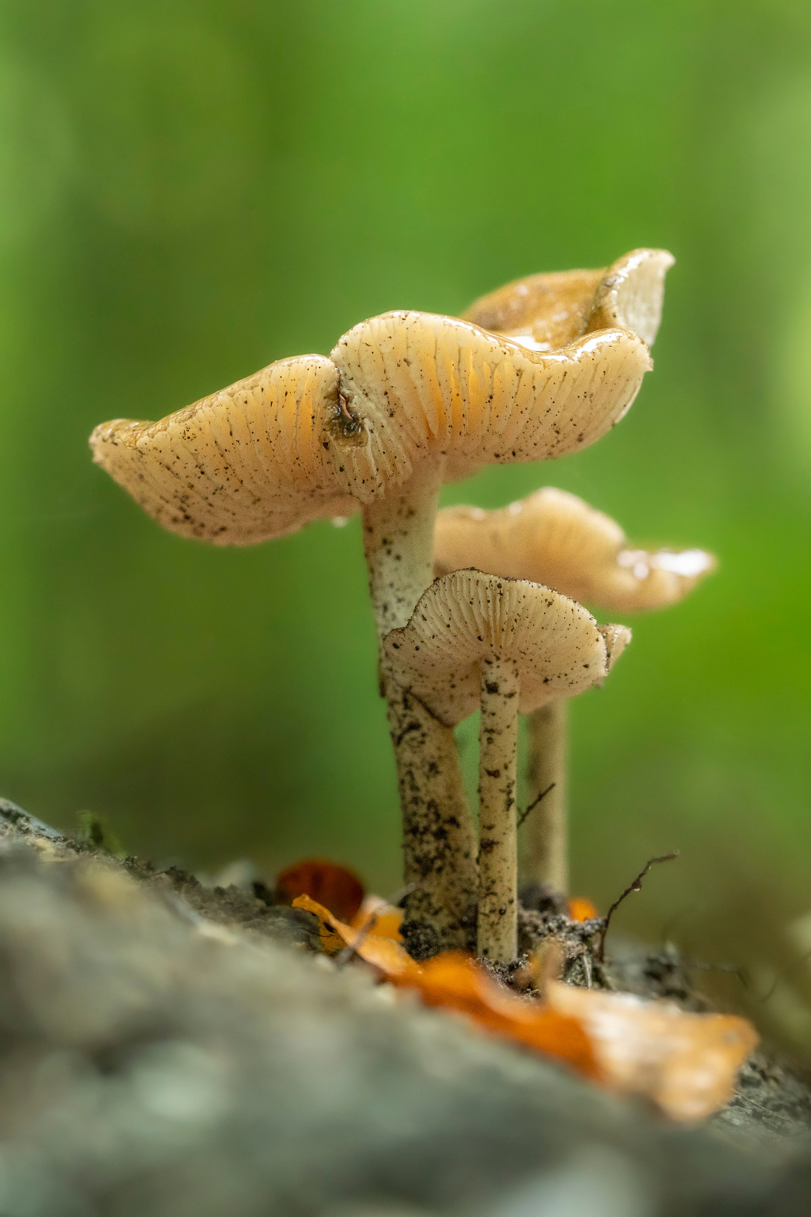 Close Up Photo of Mushrooms · Free Stock Photo