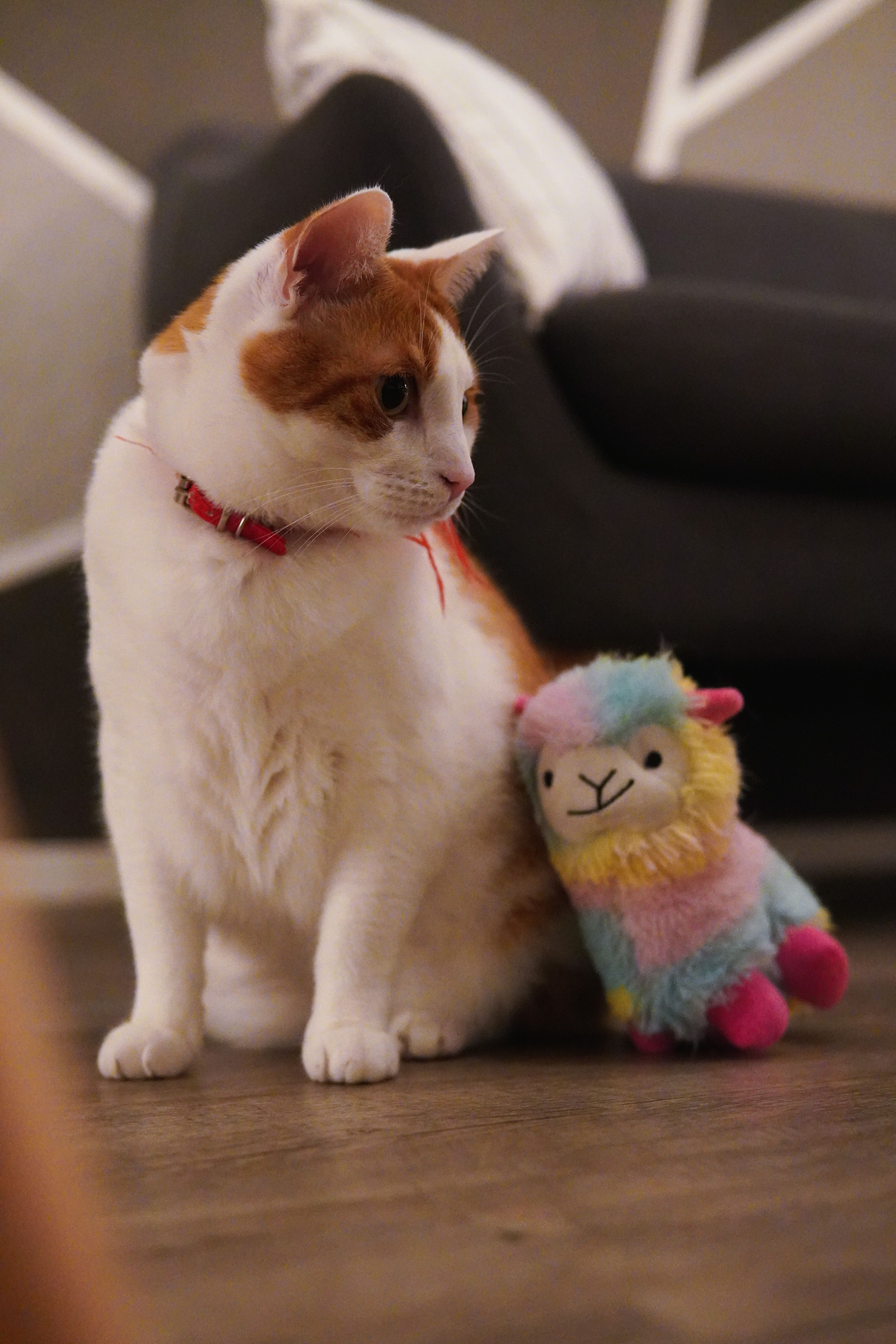 Cat with Toy · Free Stock Photo