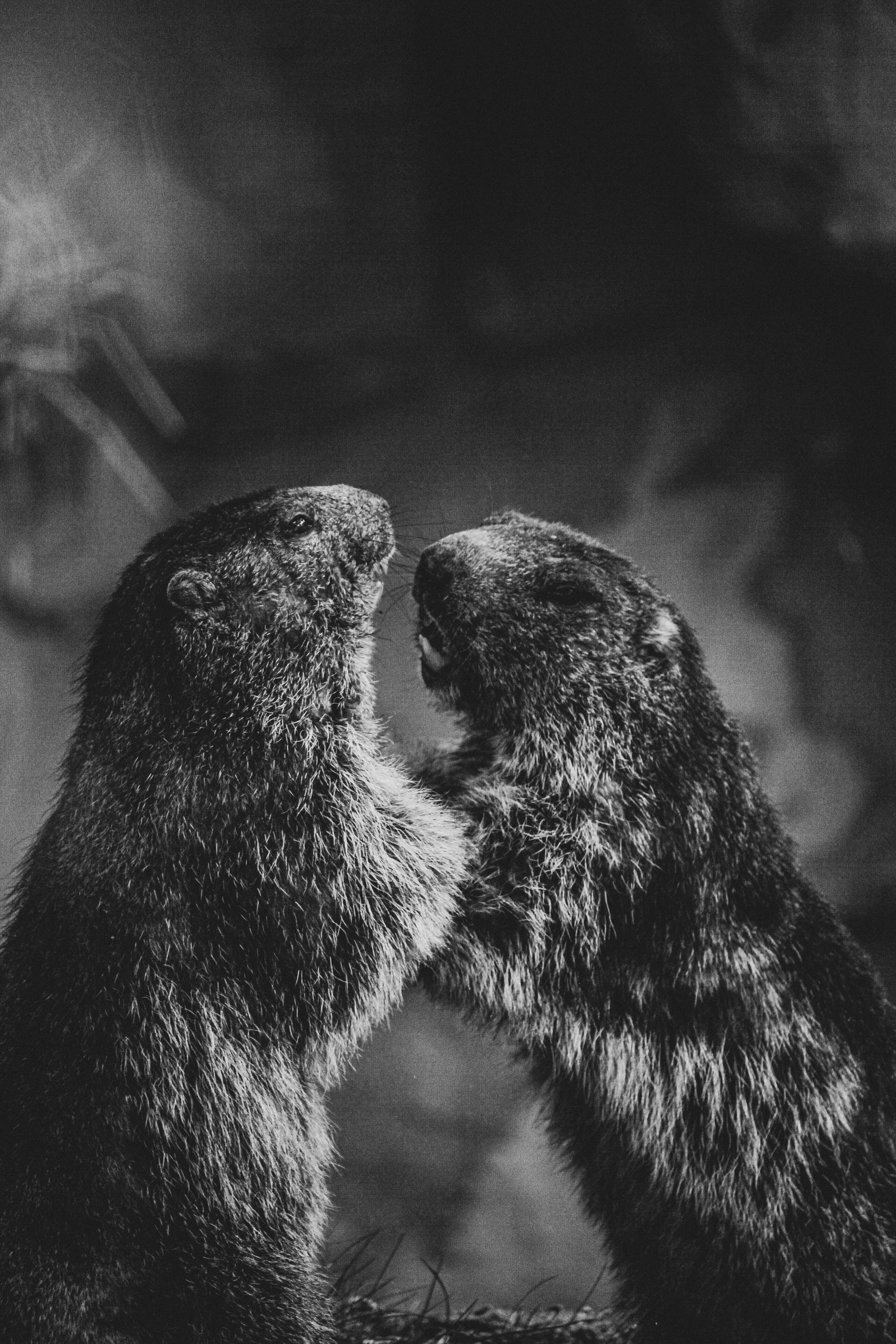 A Grayscale of Groundhogs · Free Stock Photo