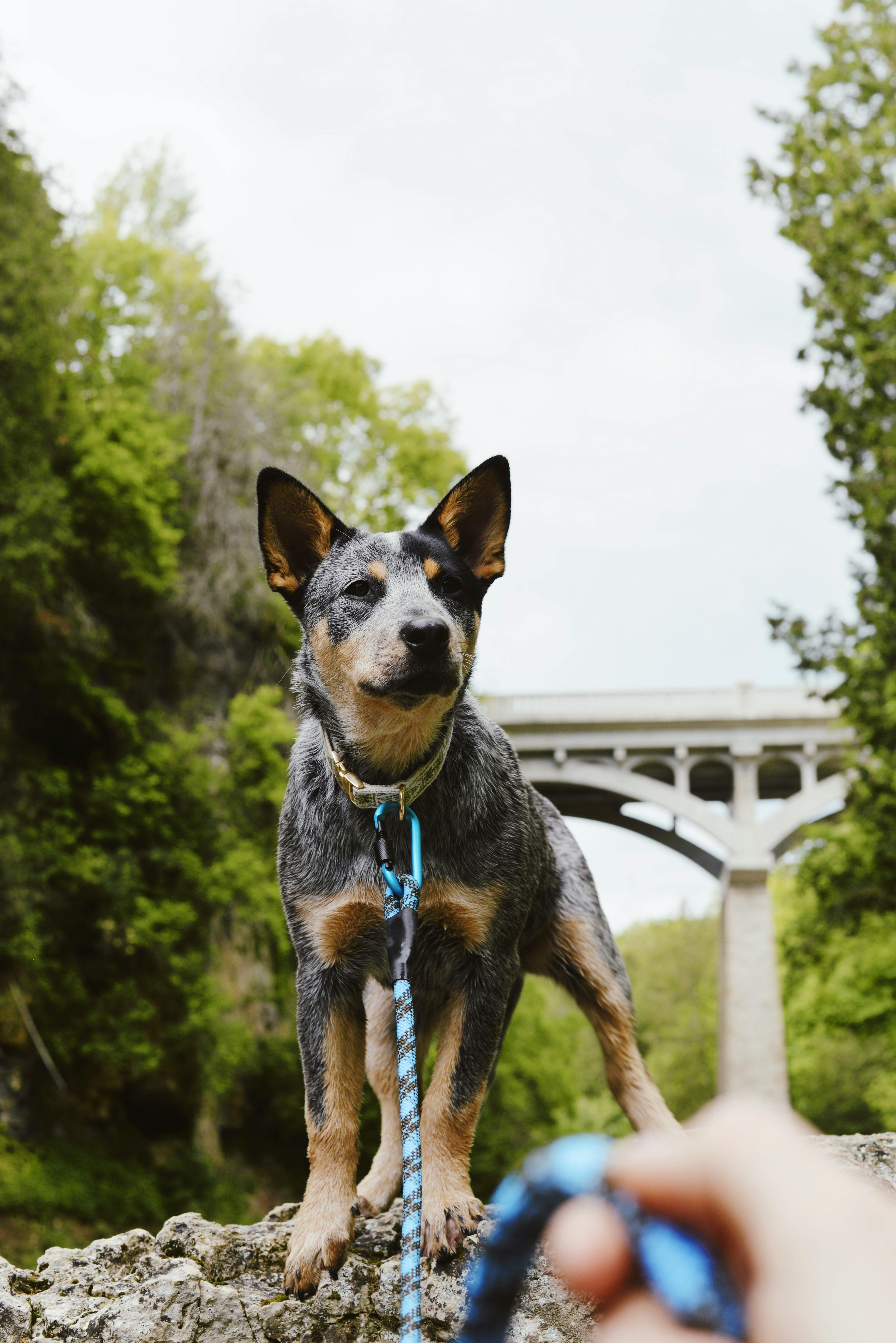 Blue Heeler · Free Stock Photo