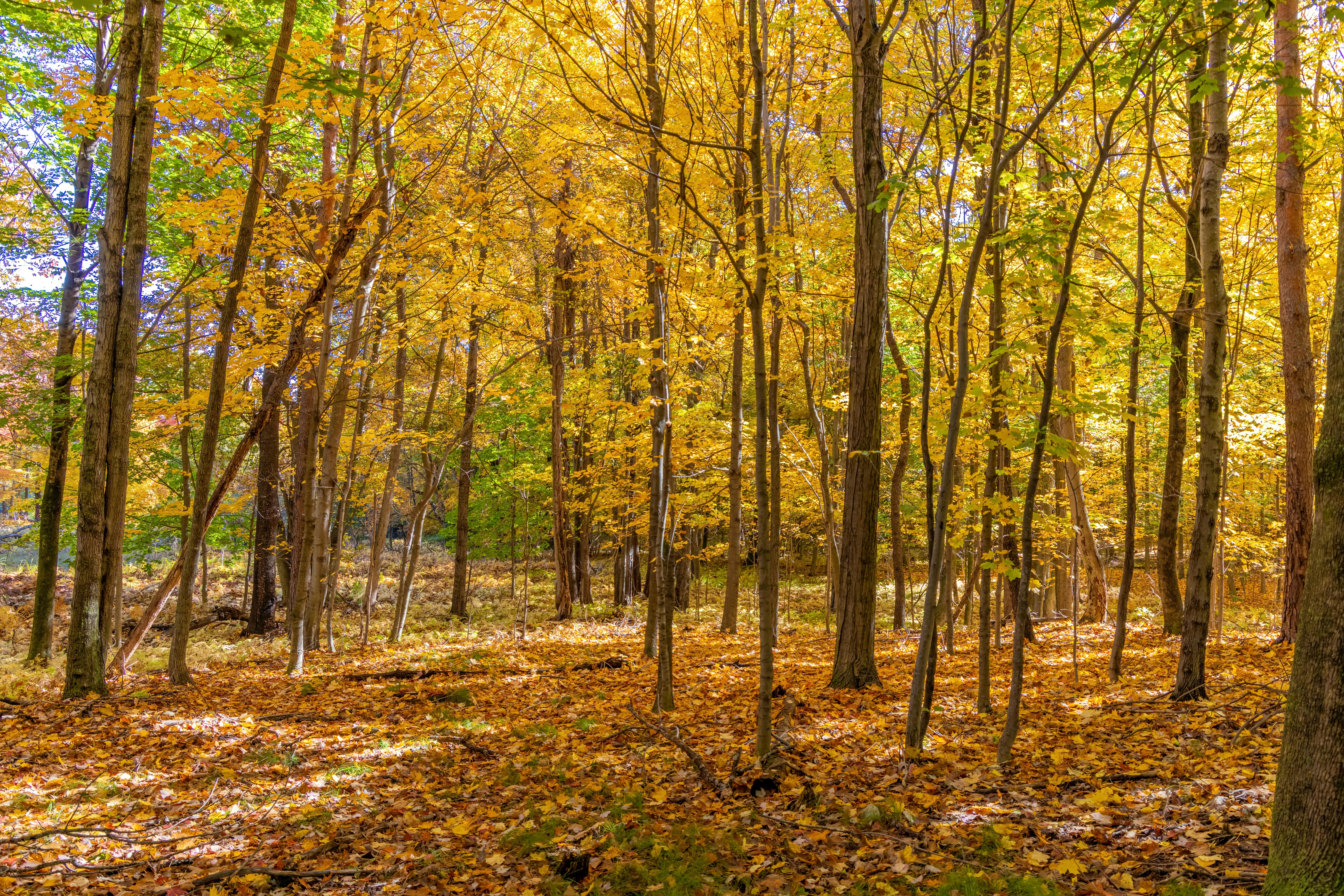 A View the Woods During Autumn · Free Stock Photo